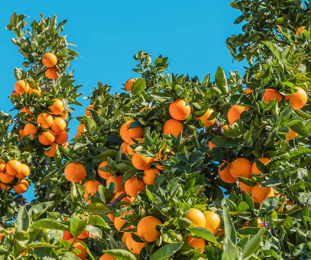 ¡Frutas frescas! Cómo cuidar tus árboles frutales con éxito | APRILPLANTS