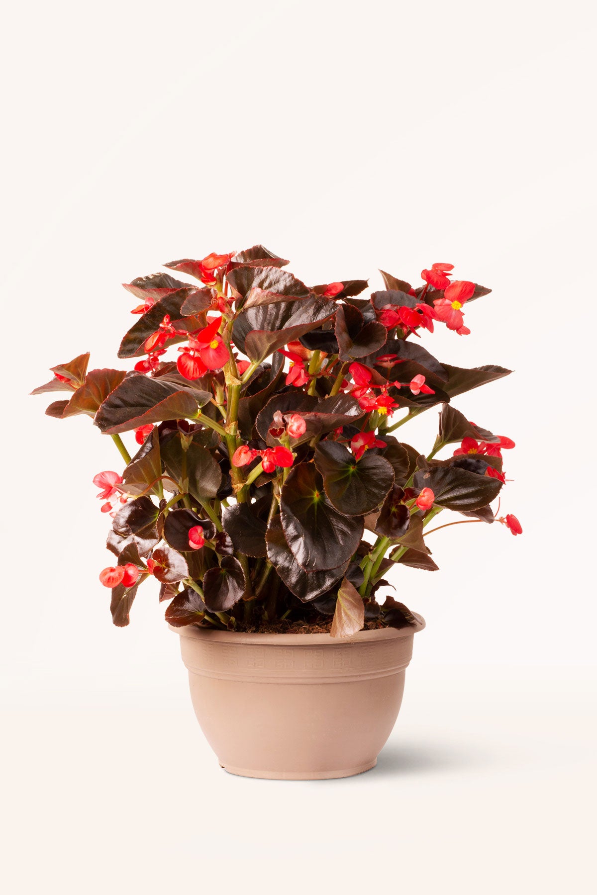 Comprar Begonia Hiemalis Blanca online | April Plants | APRILPLANTS