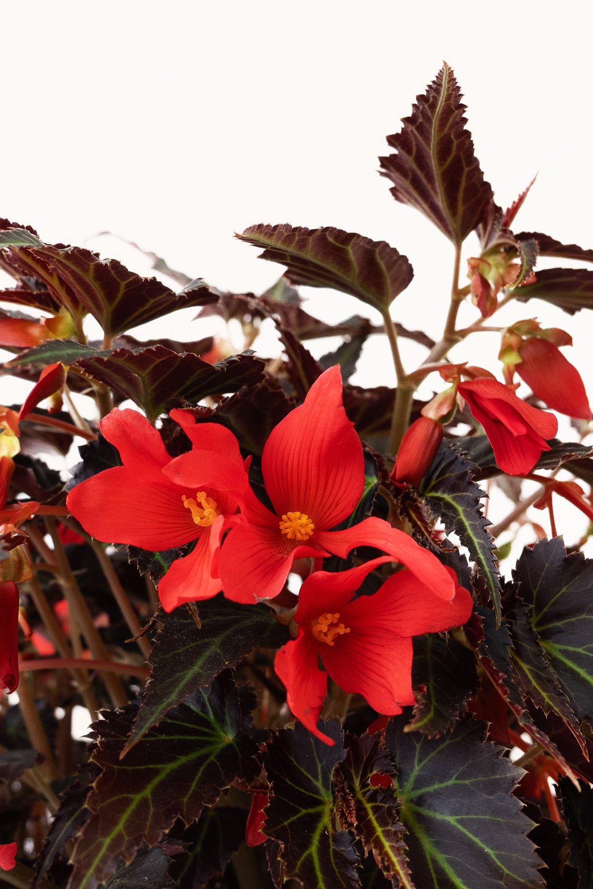 Comprar Begonia Boliviensis Roja online | April Plants | APRILPLANTS