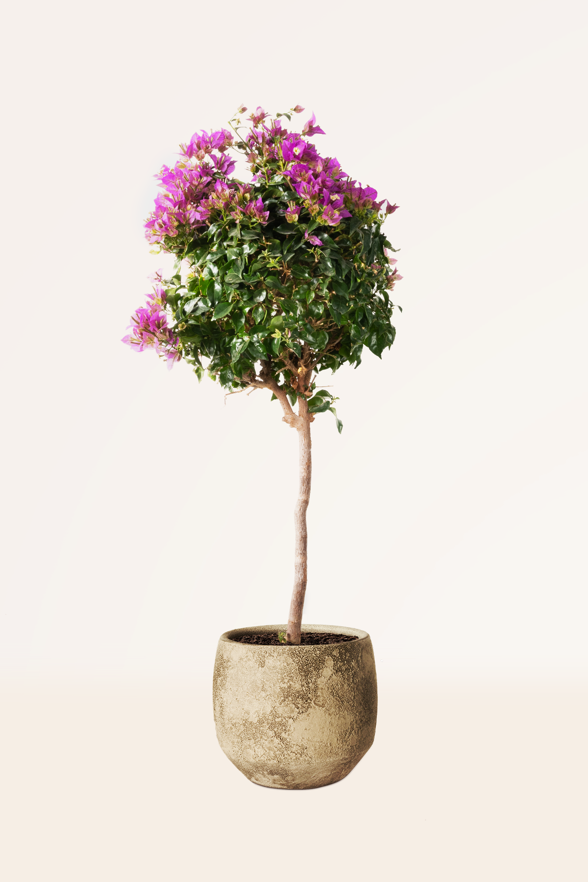 Comprar Buganvilla Copa morada online | April Plants | APRILPLANTS