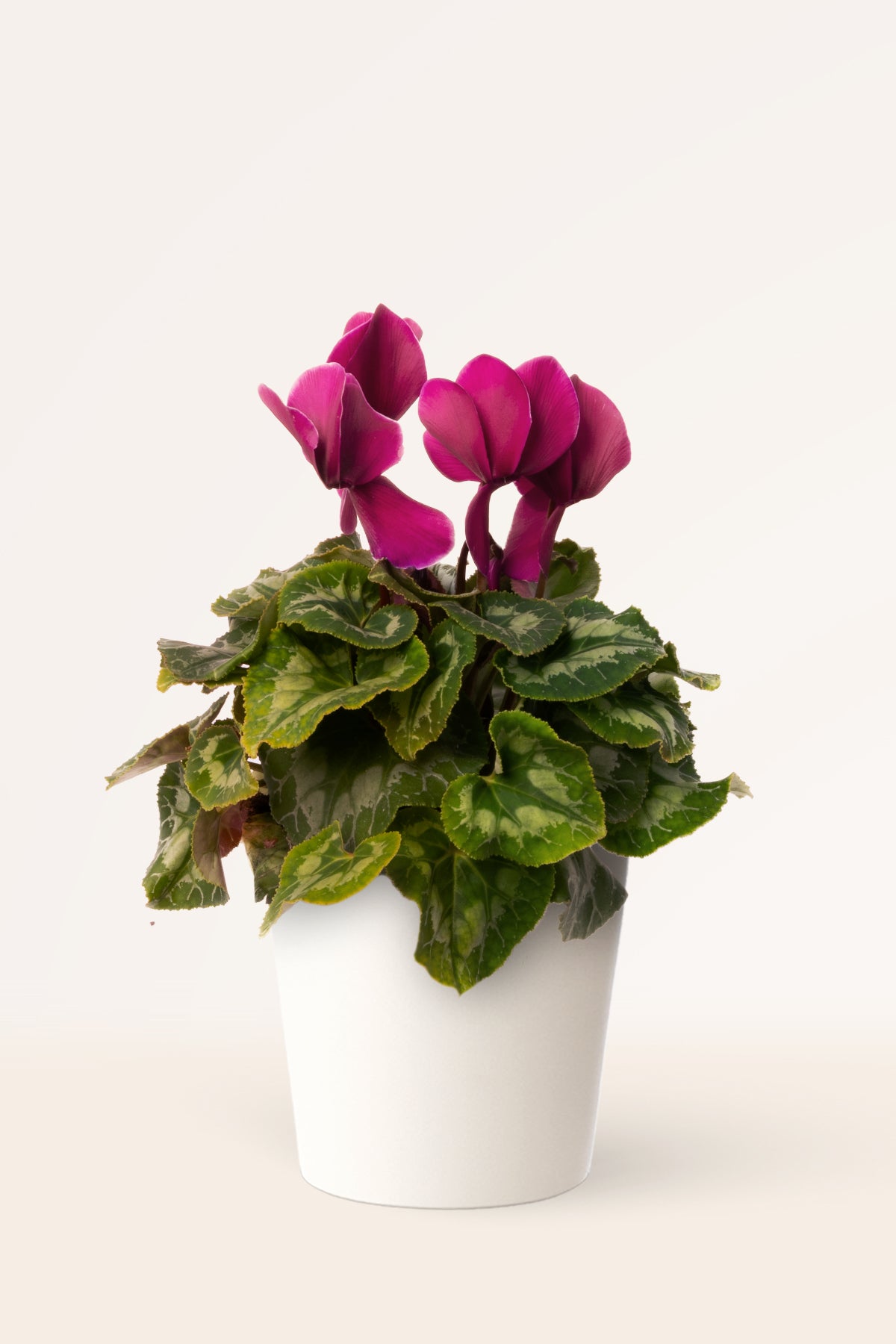 Comprar Cyclamen Morado online | April Plants | APRILPLANTS