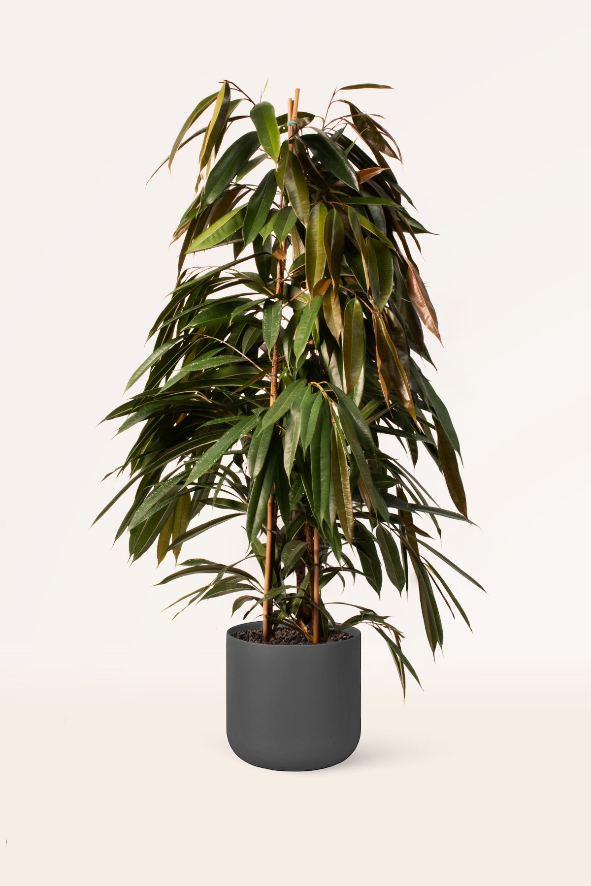 Comprar Ficus Amster online | April Plants | APRILPLANTS