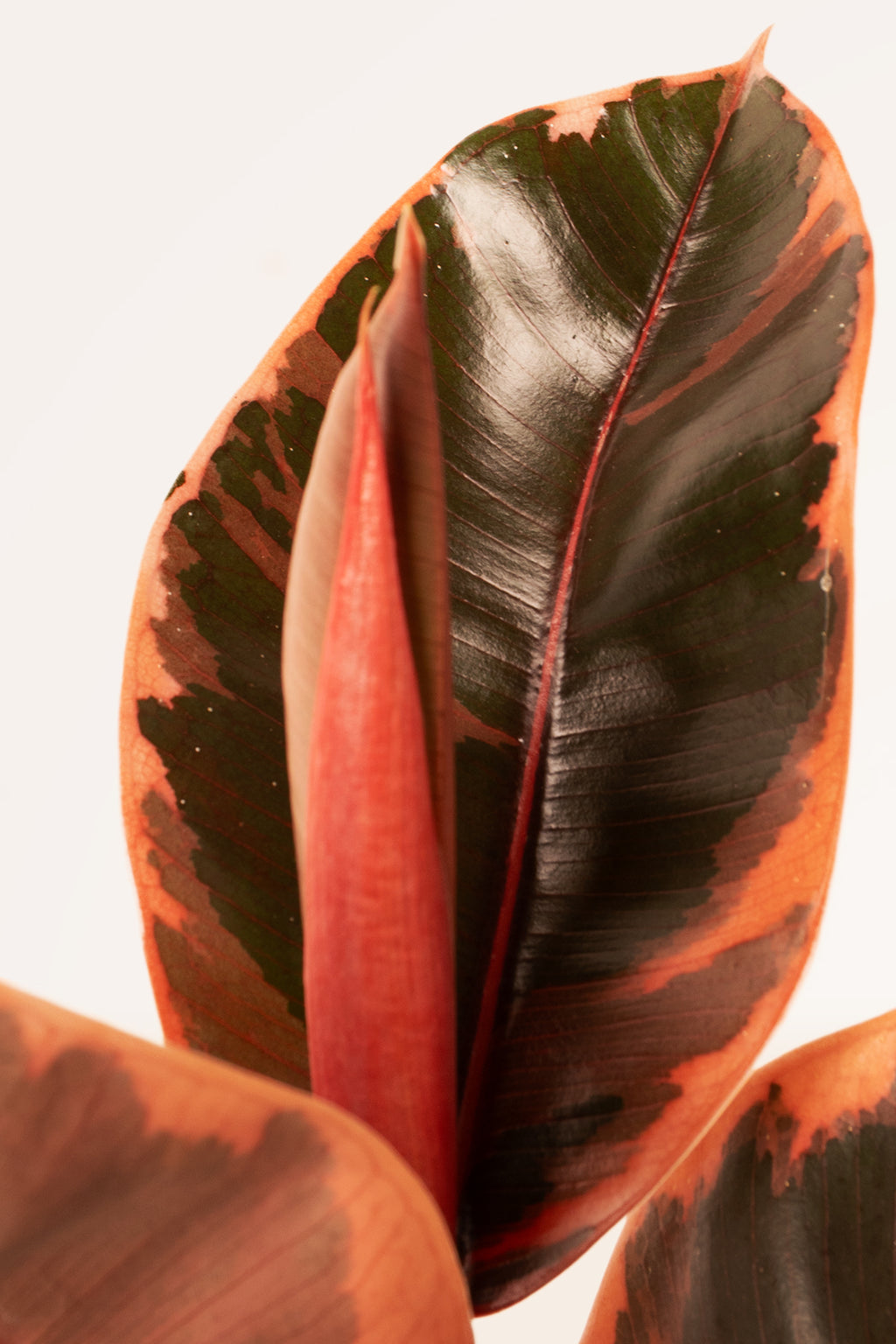 Comprar Ficus Elastica Tineke Belize online | April Plants | APRILPLANTS