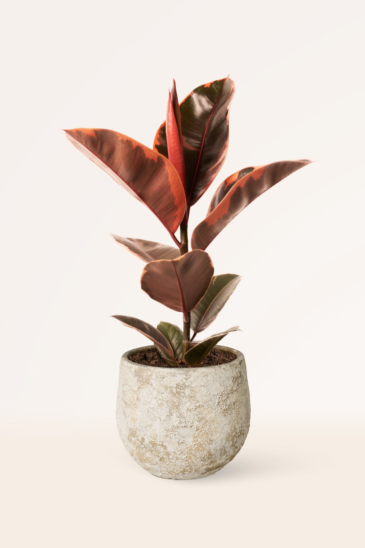Comprar Ficus Elastica Tineke Belize online | April Plants | APRILPLANTS