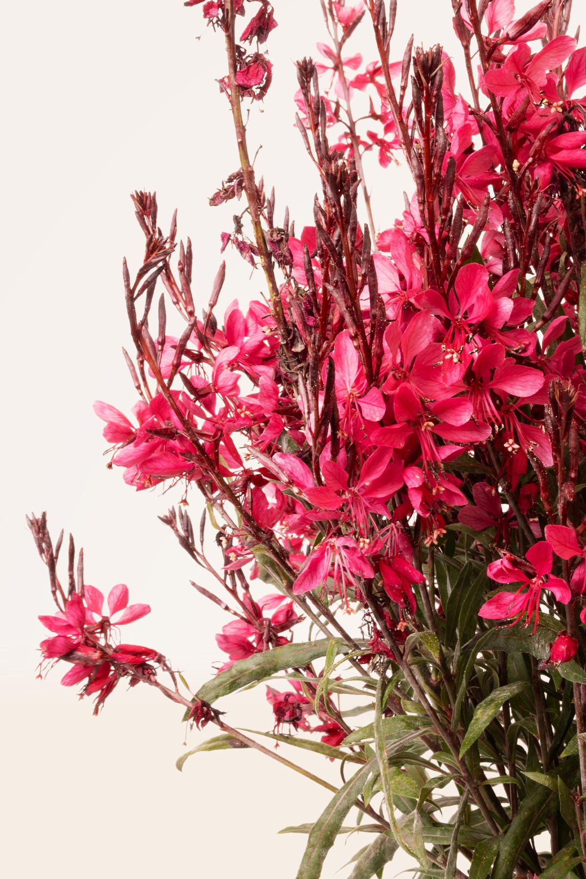 Comprar Gaura Rosa o Velo de novia online | April Plants | APRILPLANTS
