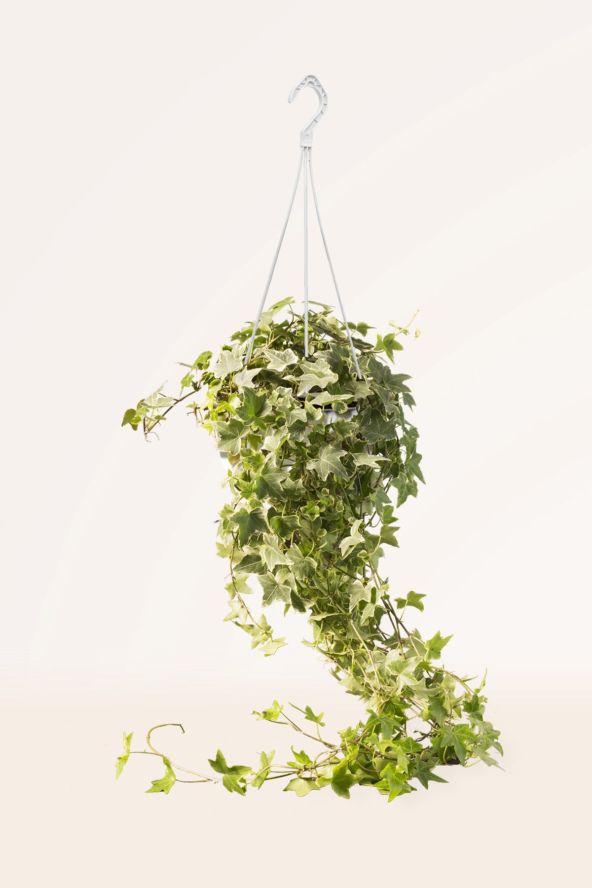 Comprar Hiedra Helix Eva online | April Plants | APRILPLANTS