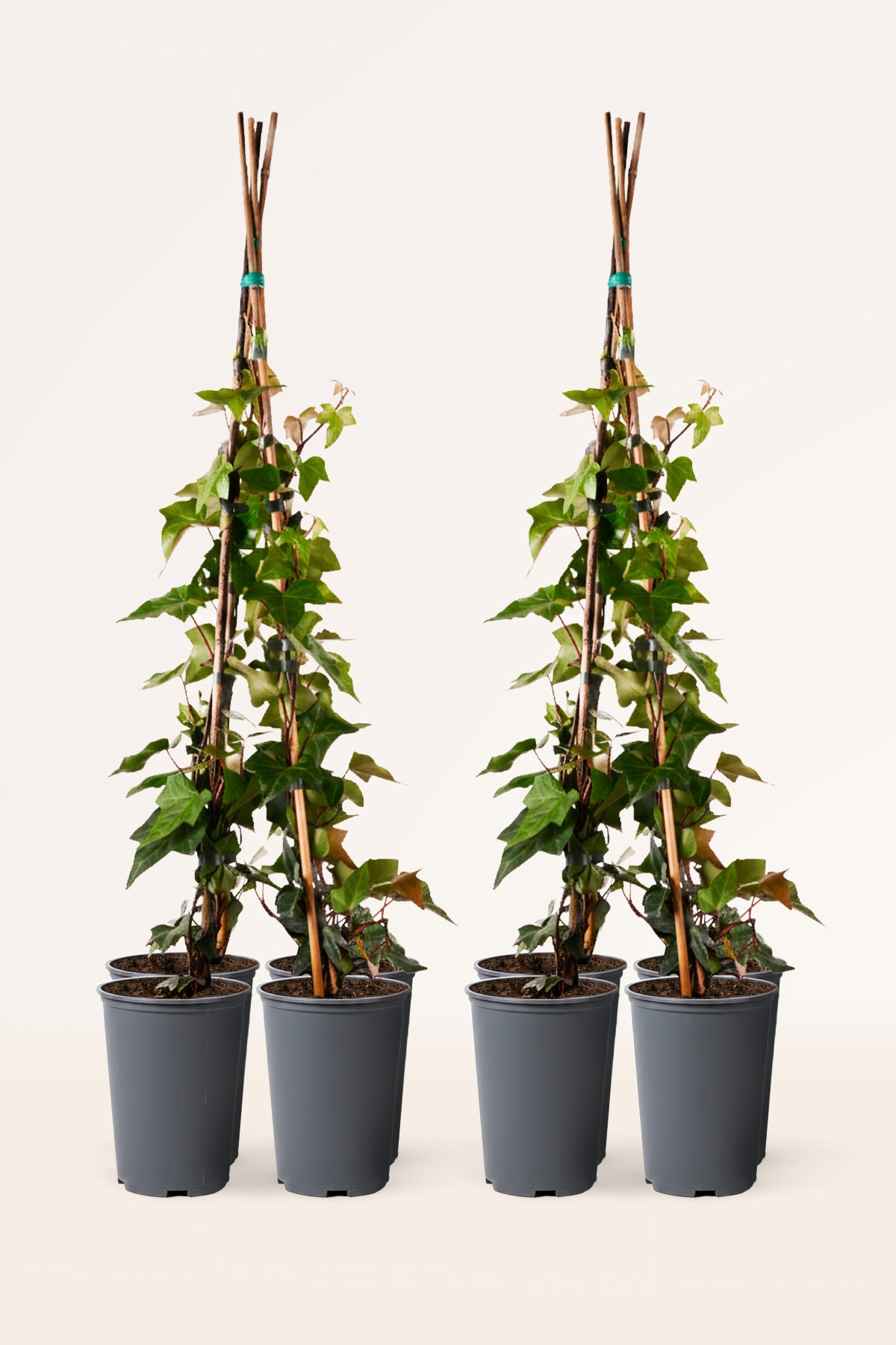 Comprar Pack Hiedra Helix Anna online | April Plants | APRILPLANTS