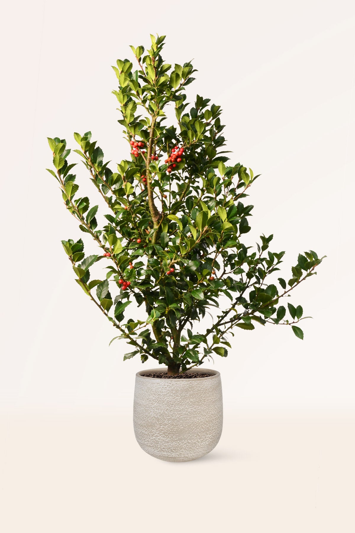 Comprar Ilex o Acebo azul online | April Plants | APRILPLANTS