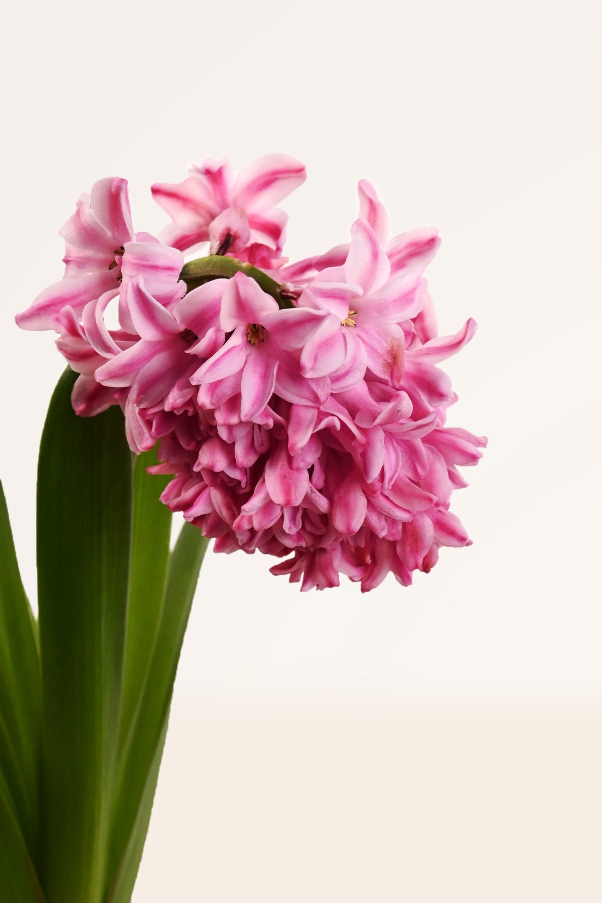 Crecimiento De La Flor Del Jacinto Qué Hacer Con Los Bulbos De