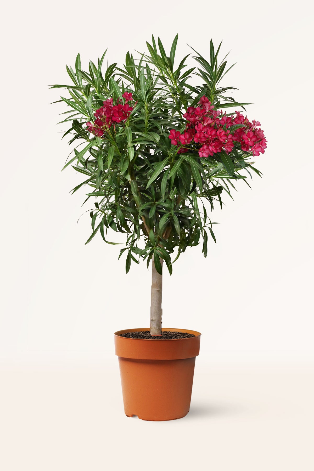 Comprar Adelfa Roja o Nerium Oleander Copa | April Plants | APRILPLANTS