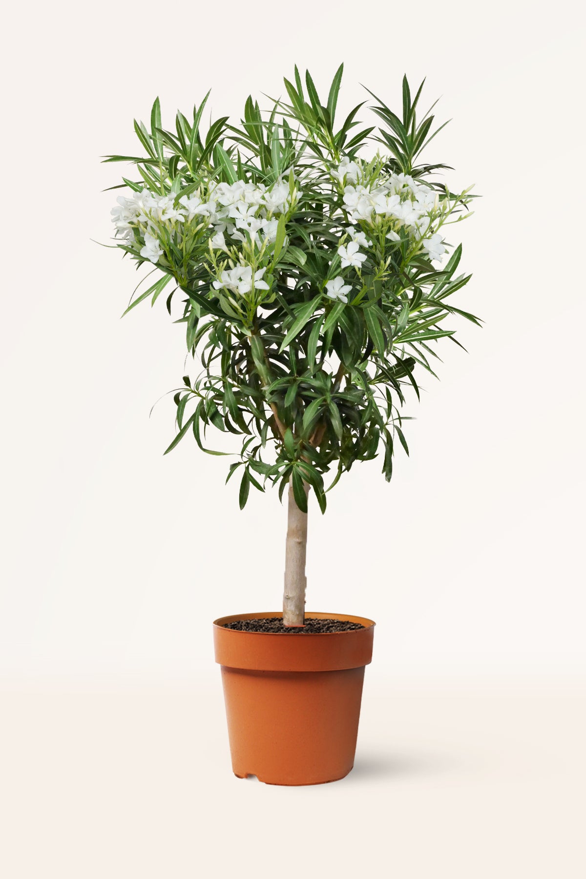 Comprar Adelfa Blanca o Nerium Oleander Copa | April Plants | APRILPLANTS