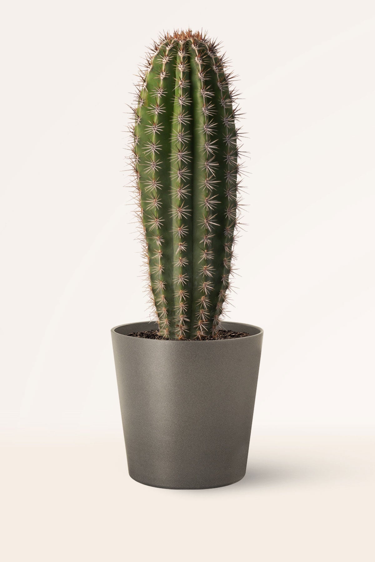 Comprar Cactus Pachycereus Pringlei online | April Plants | APRILPLANTS