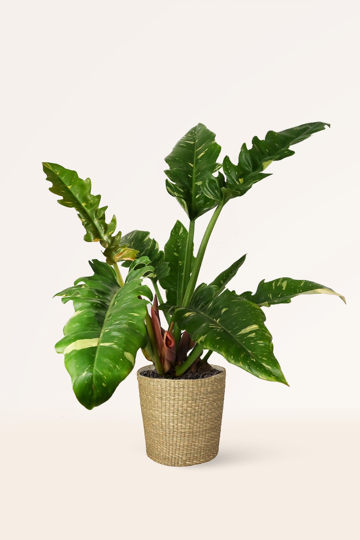 Comprar Philodendron Ring of Fire online | April Plants | APRILPLANTS
