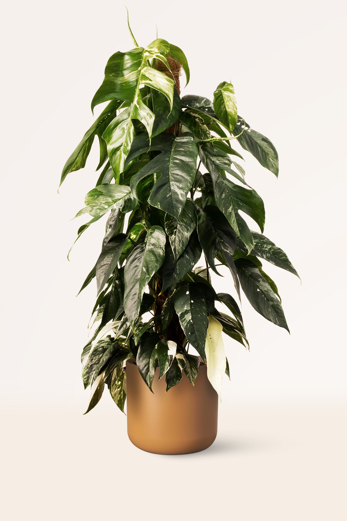 Comprar Pothos Variegata o Epipremnum Pinnatum | April Plants | APRILPLANTS