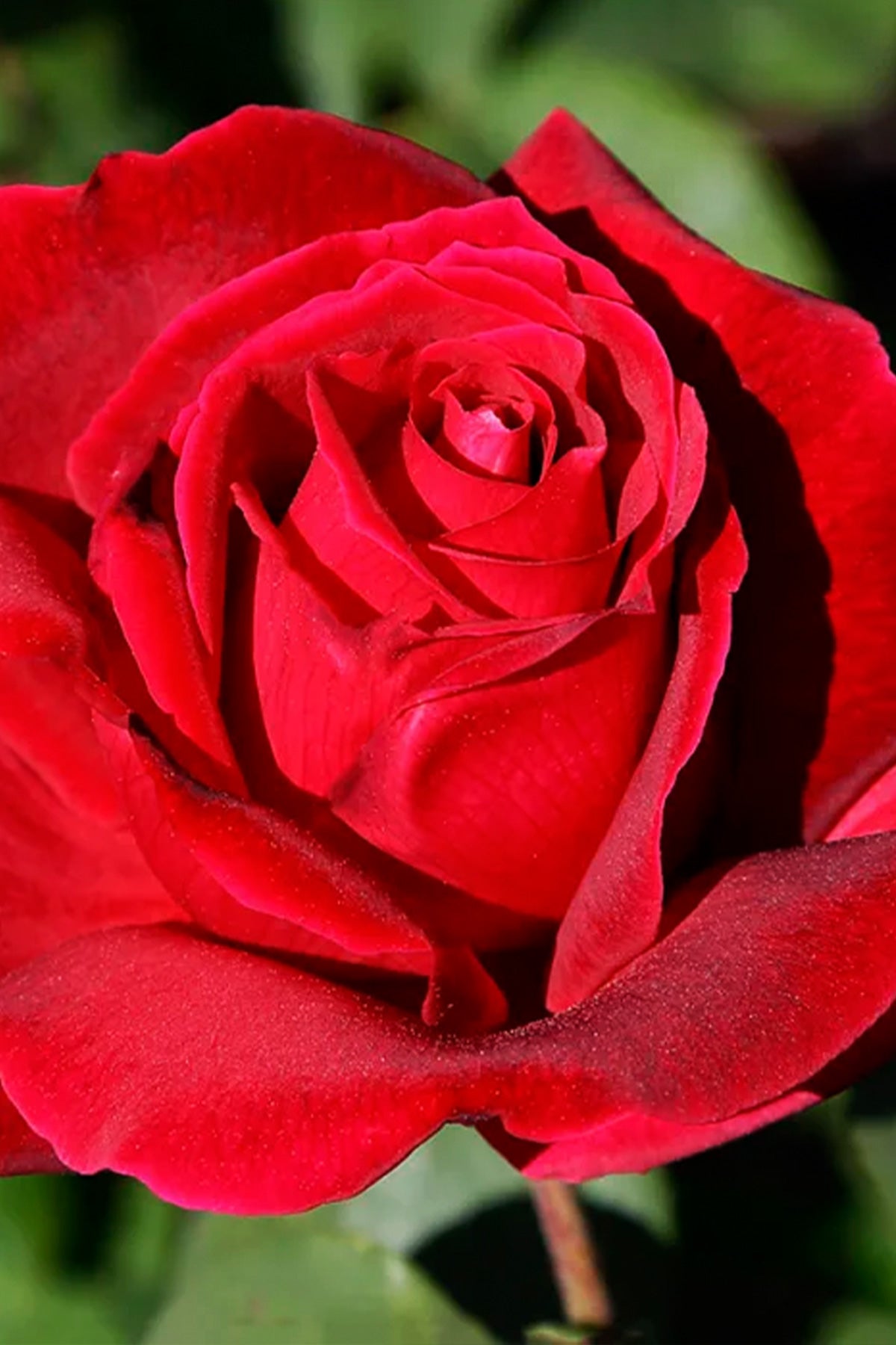 Comprar Rosal Chrysler Imperial Rojo online | April Plants | APRILPLANTS