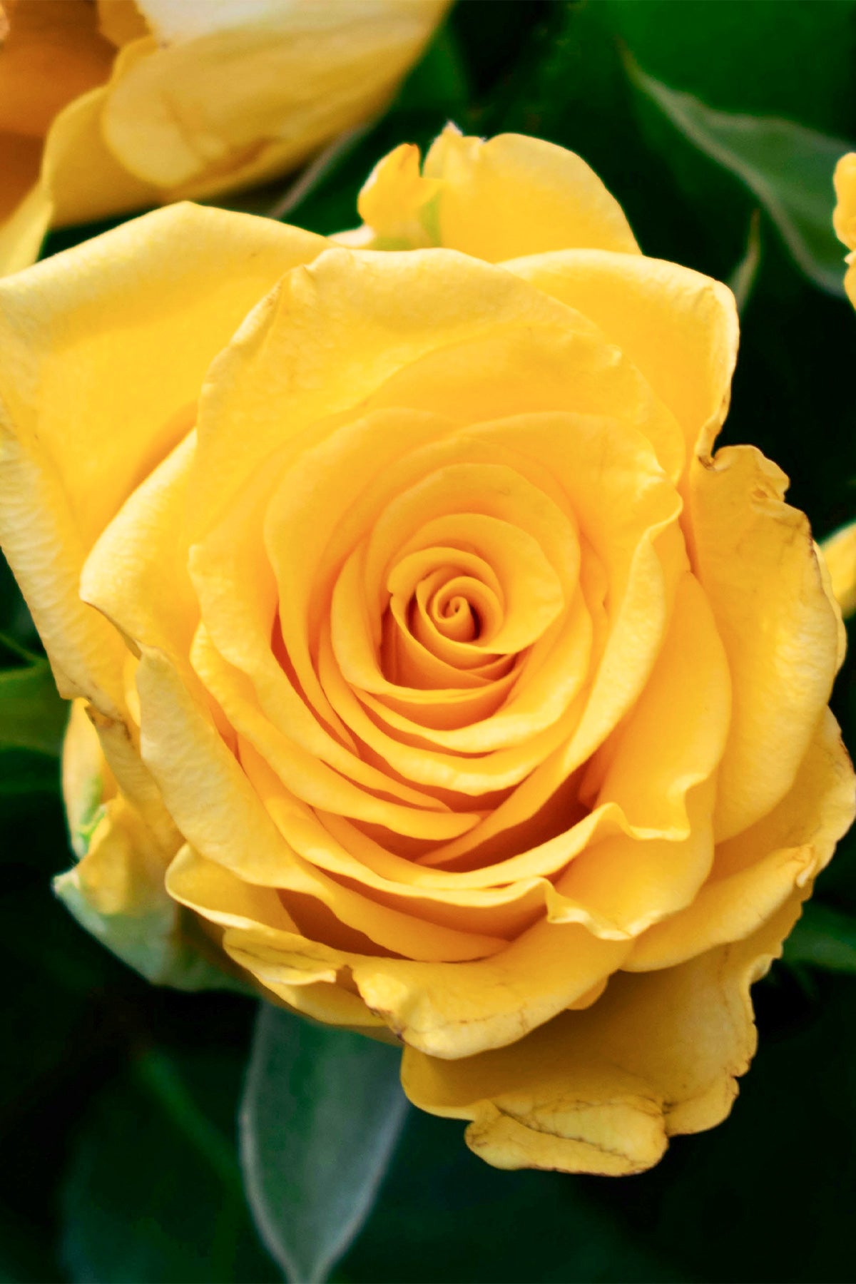 Comprar Rosal Inmabella Amarilla online | April Plants | APRILPLANTS
