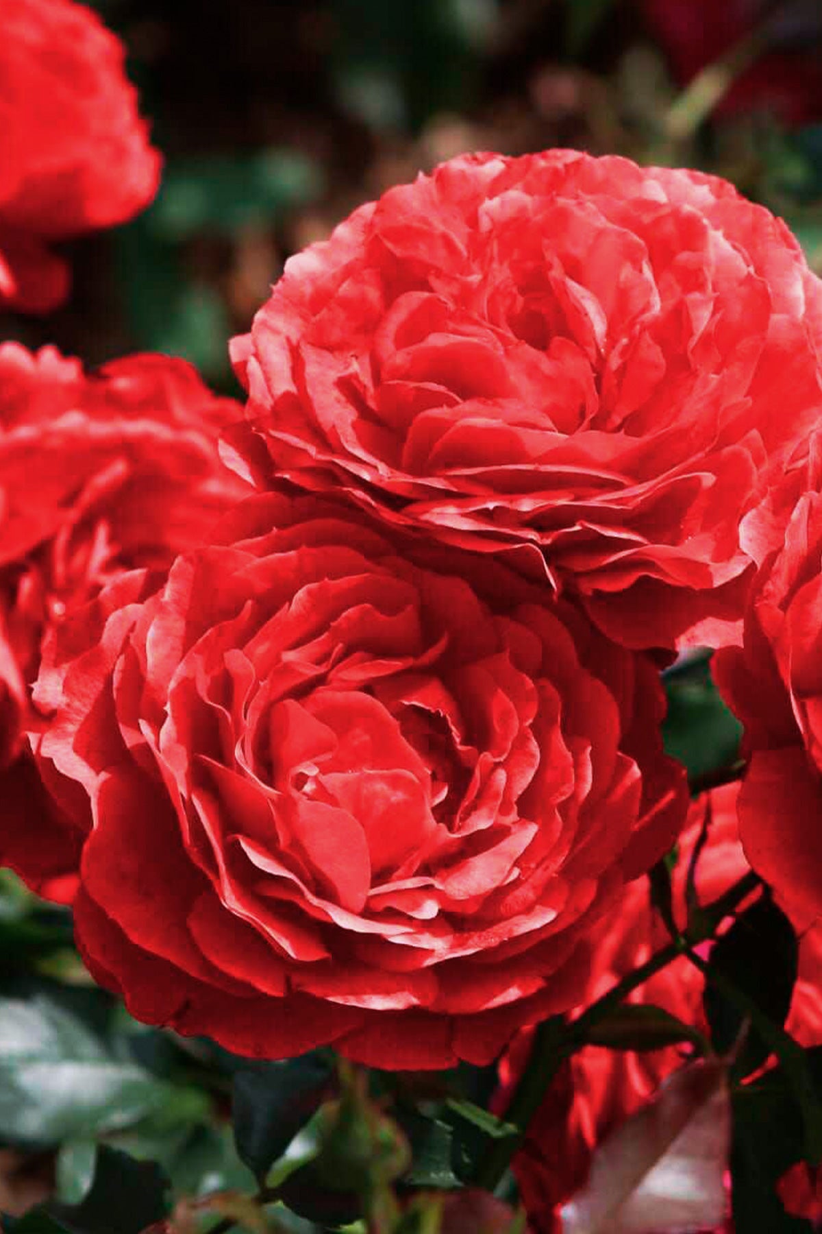 Comprar Rosal Red Passion Rojo online | April Plants | APRILPLANTS