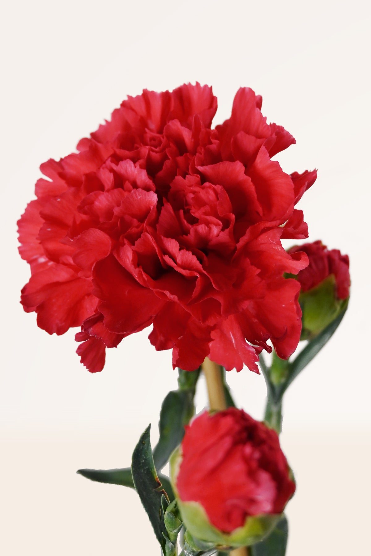 Comprar Clavel Rojo online | April Plants | APRILPLANTS