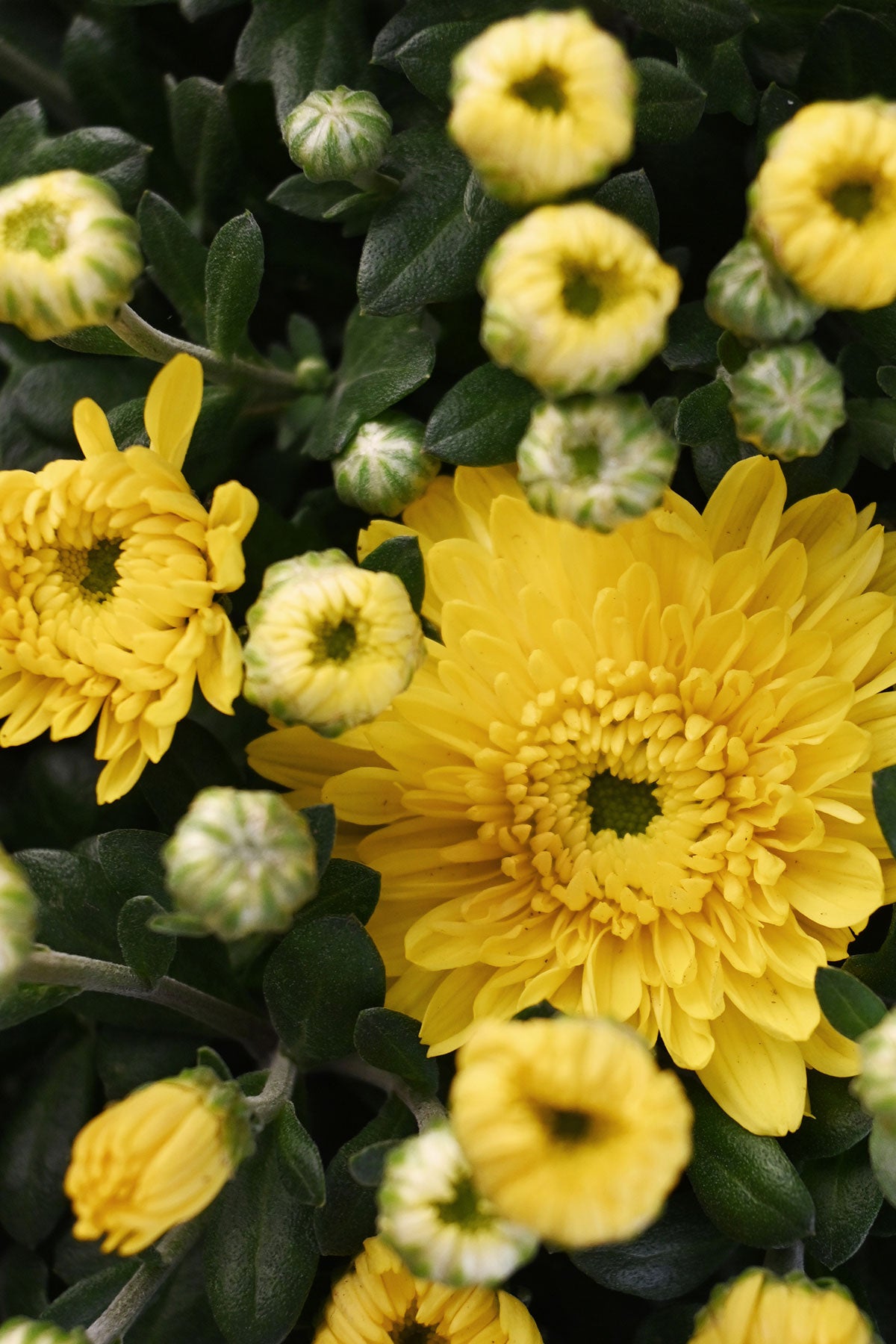 Comprar Crisantemo Amarillo (Chrysanthemum) online | April Plants ...
