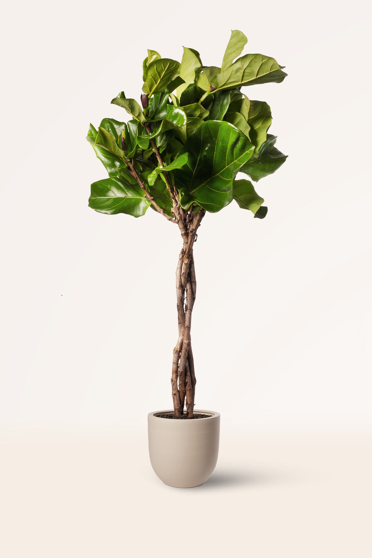 Comprar Ficus Lyrata Copa online | April Plants | APRILPLANTS