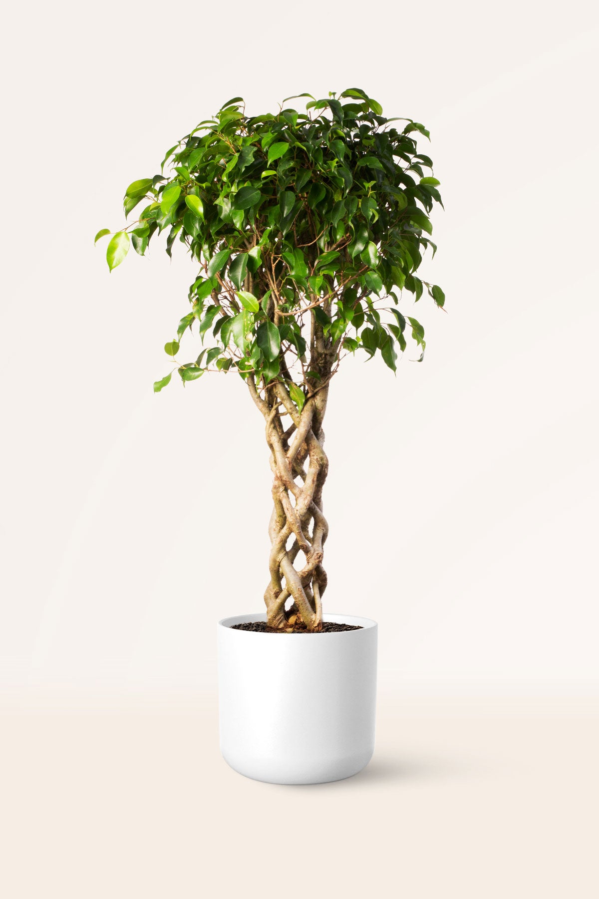 Cuidando Los Arboles Ficus Cómo Cuidar El Ficus: Cuidados, Tipos Y