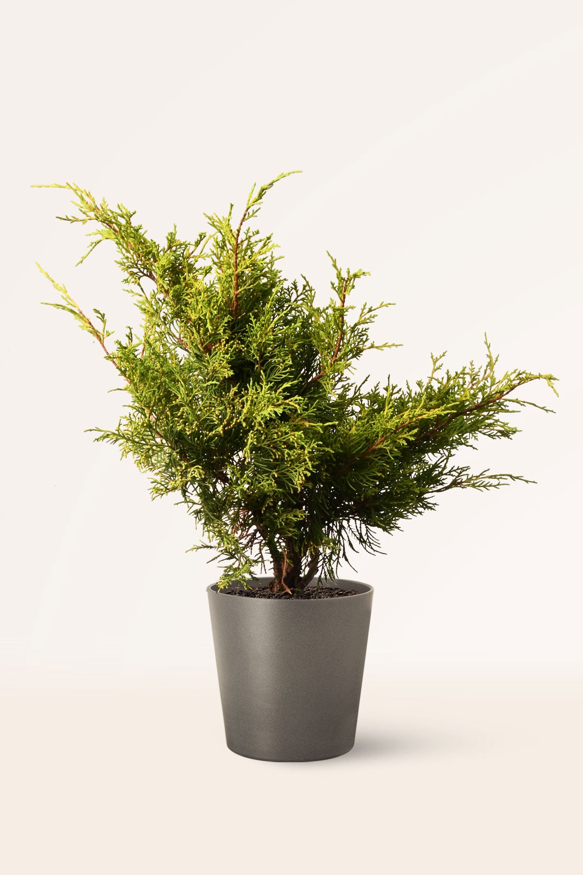 Comprar Juniperus Old Gold online con envío gratis | April Plants ...