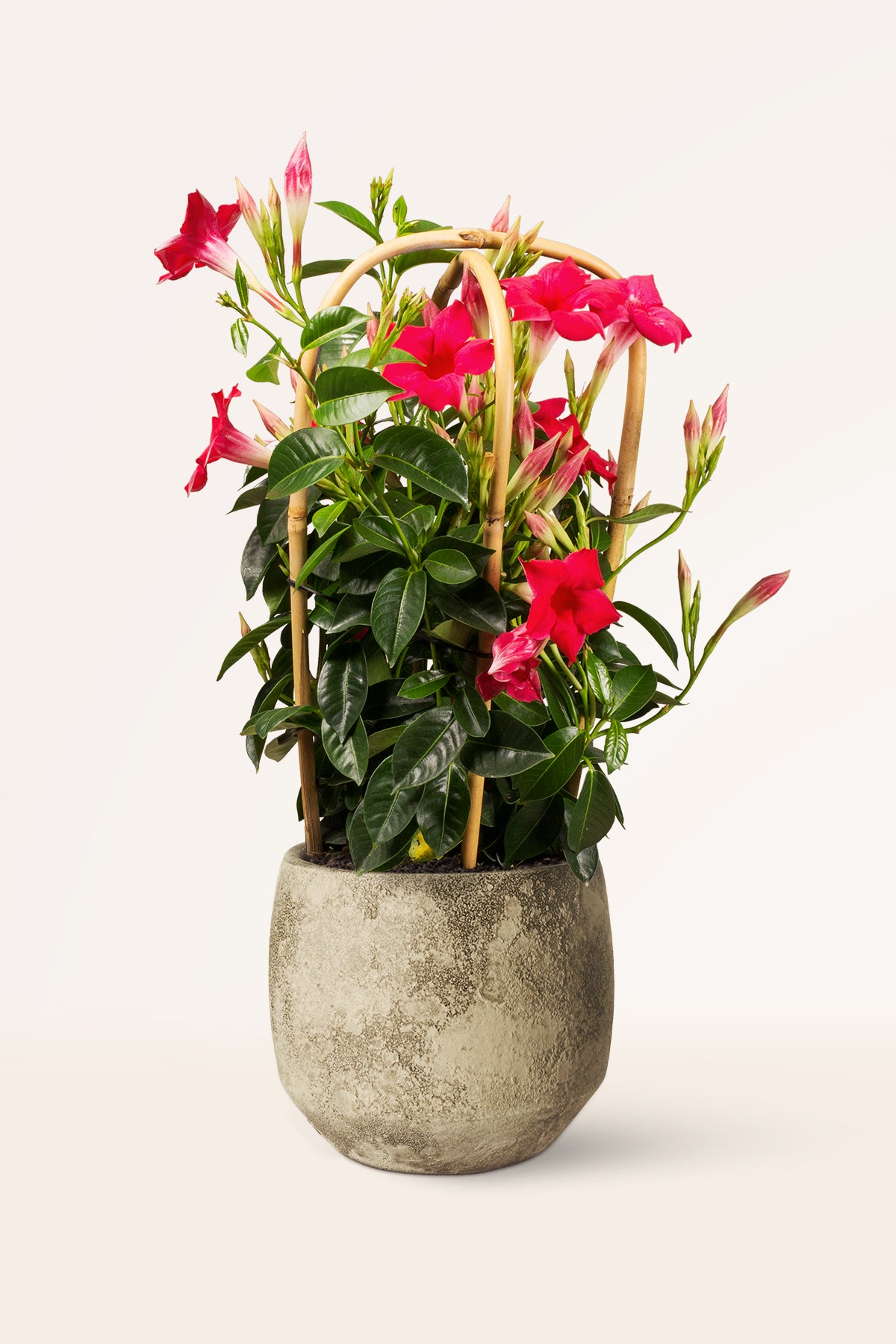 Comprar Dipladenia Roja online | April Plants | APRILPLANTS