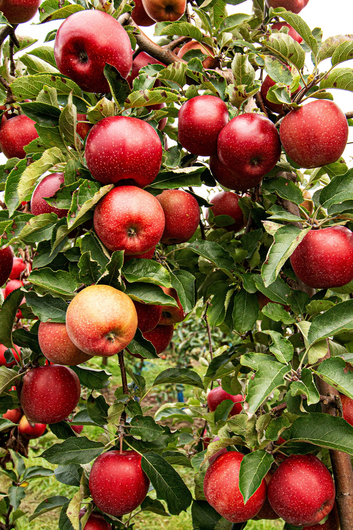 Comprar Manzano o Malus Fuji online | April Plants | APRILPLANTS