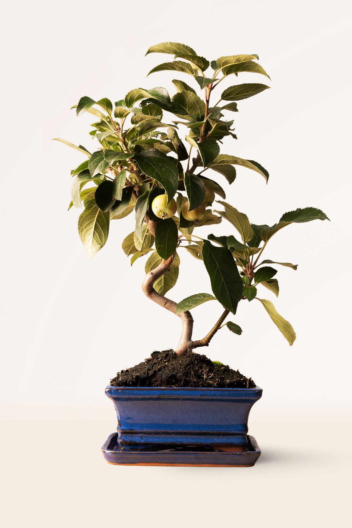 Comprar Bonsái Malus Manzano online | April Plants | APRILPLANTS