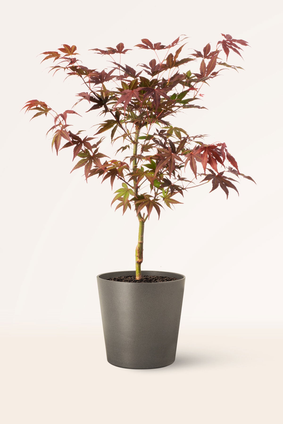 Comprar Arce rojo o Acer Palmatum Artropurpurea online | April Plants ...