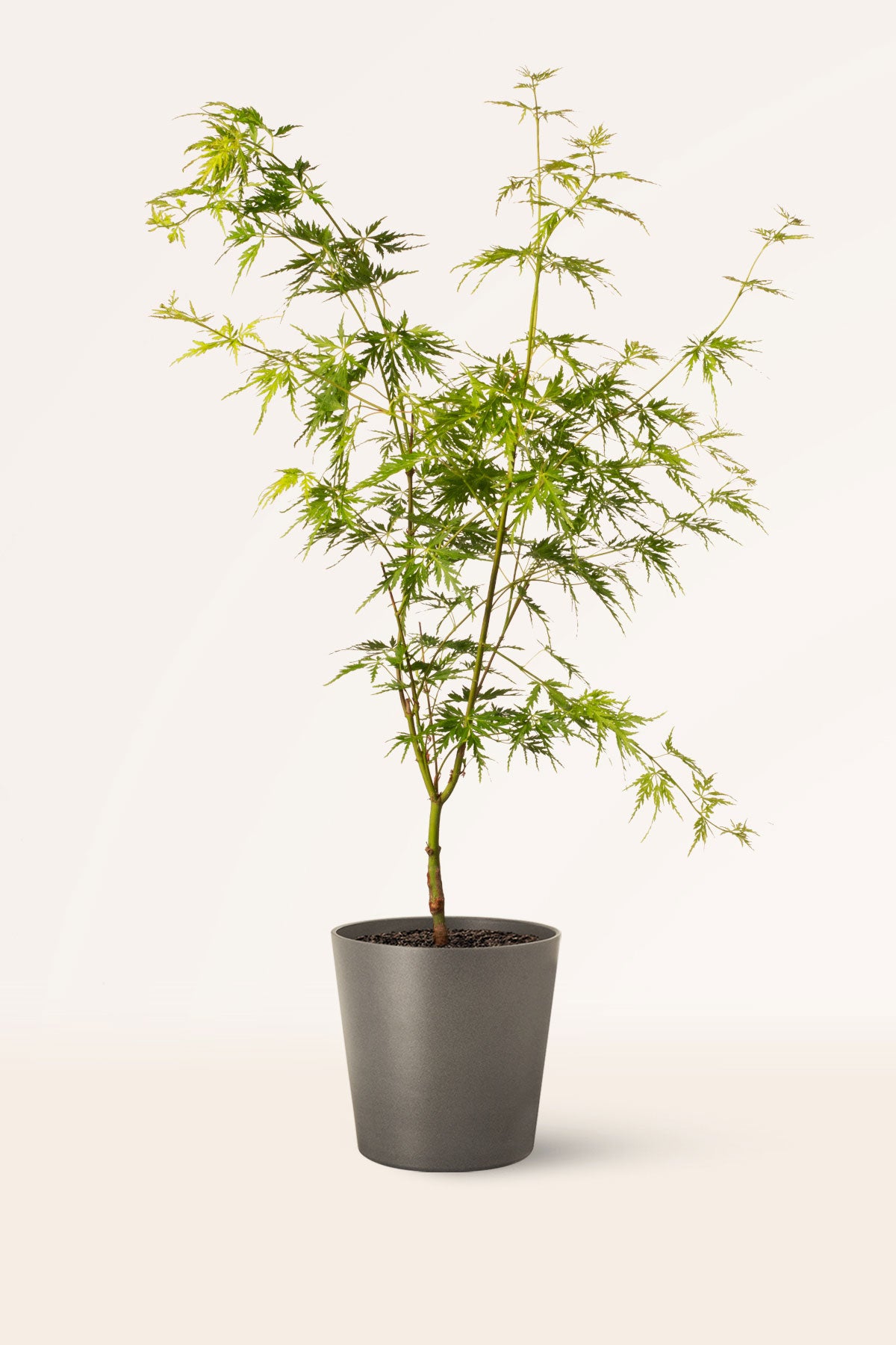 Comprar Arce o Acer palmatum 'Seiryu' online | April Plants | APRILPLANTS
