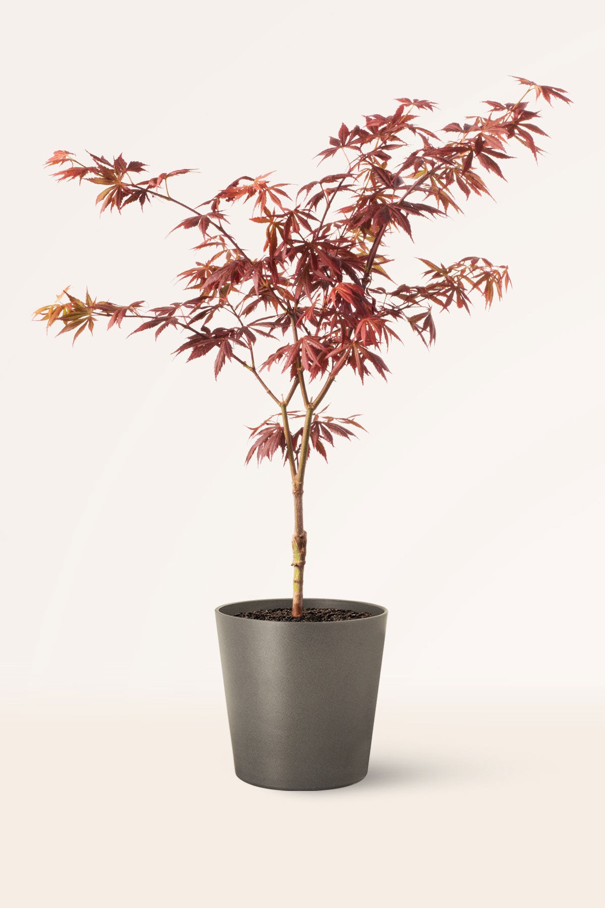 Comprar Arce o Acer palmatum 'Trompenburg' online | April Plants ...