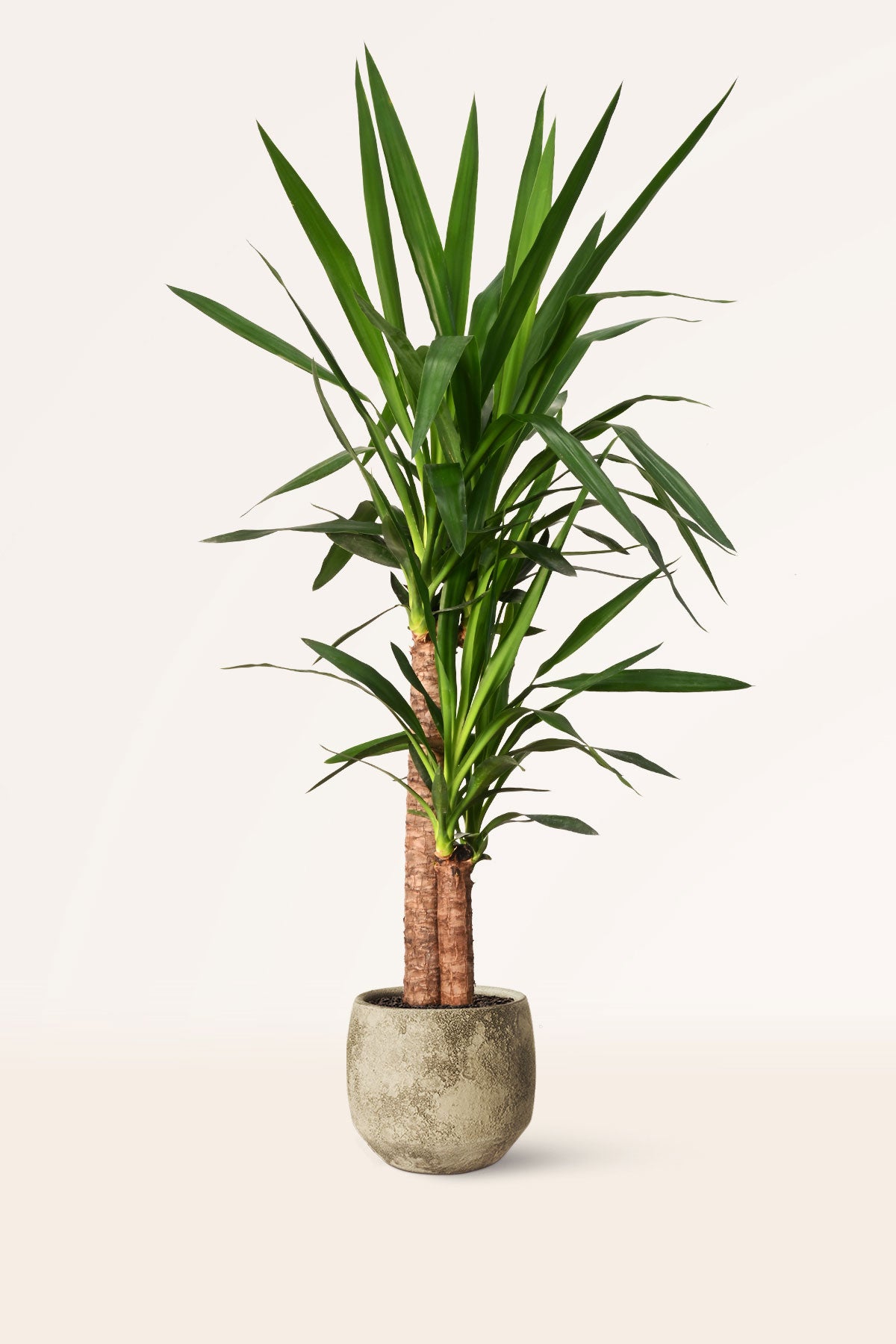 Tipos De Plantas De Interior De Palma Palmeras Y Pachira: Plantas