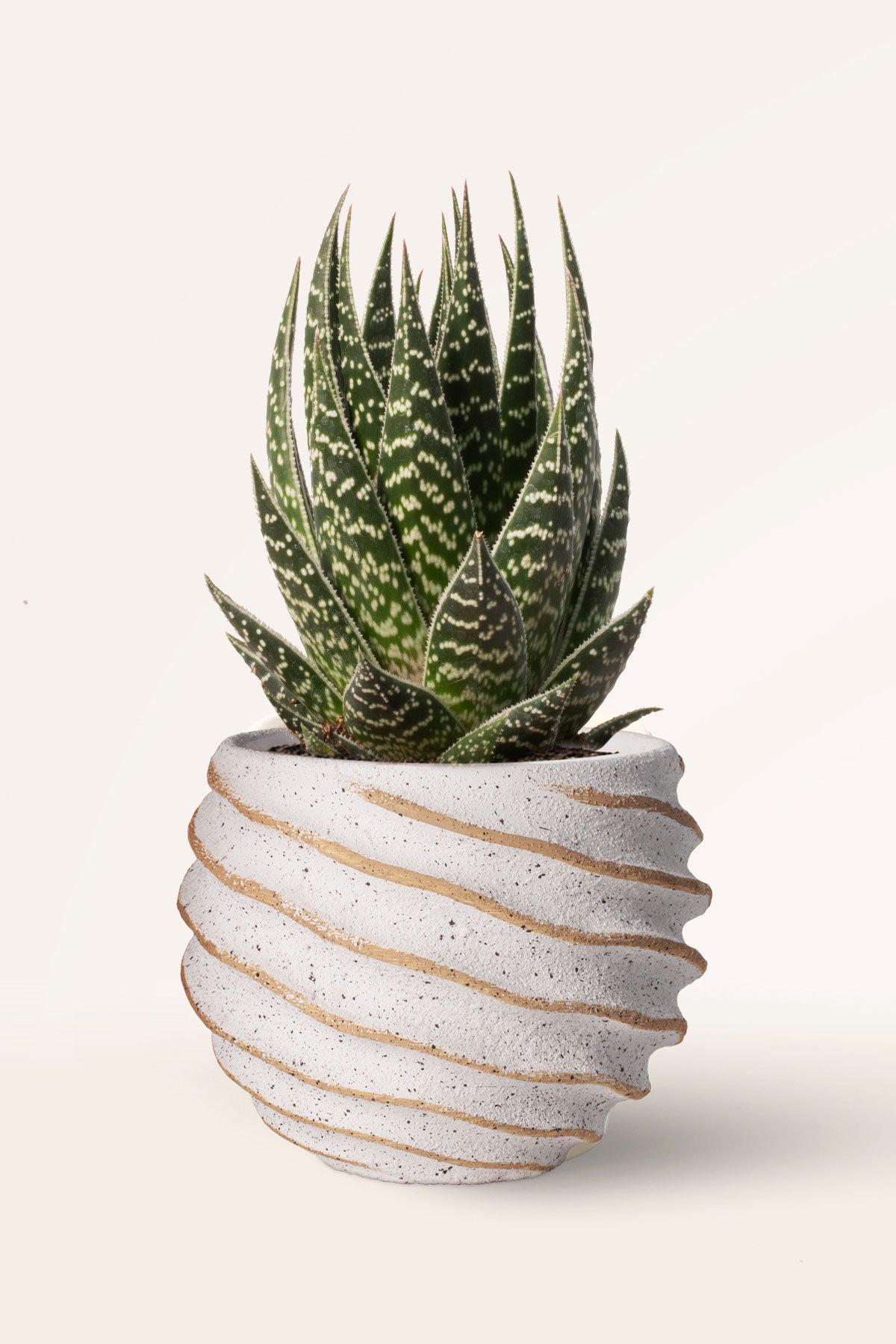 Comprar Aloe Erstellar online con envío gratis | April Plants | APRILPLANTS