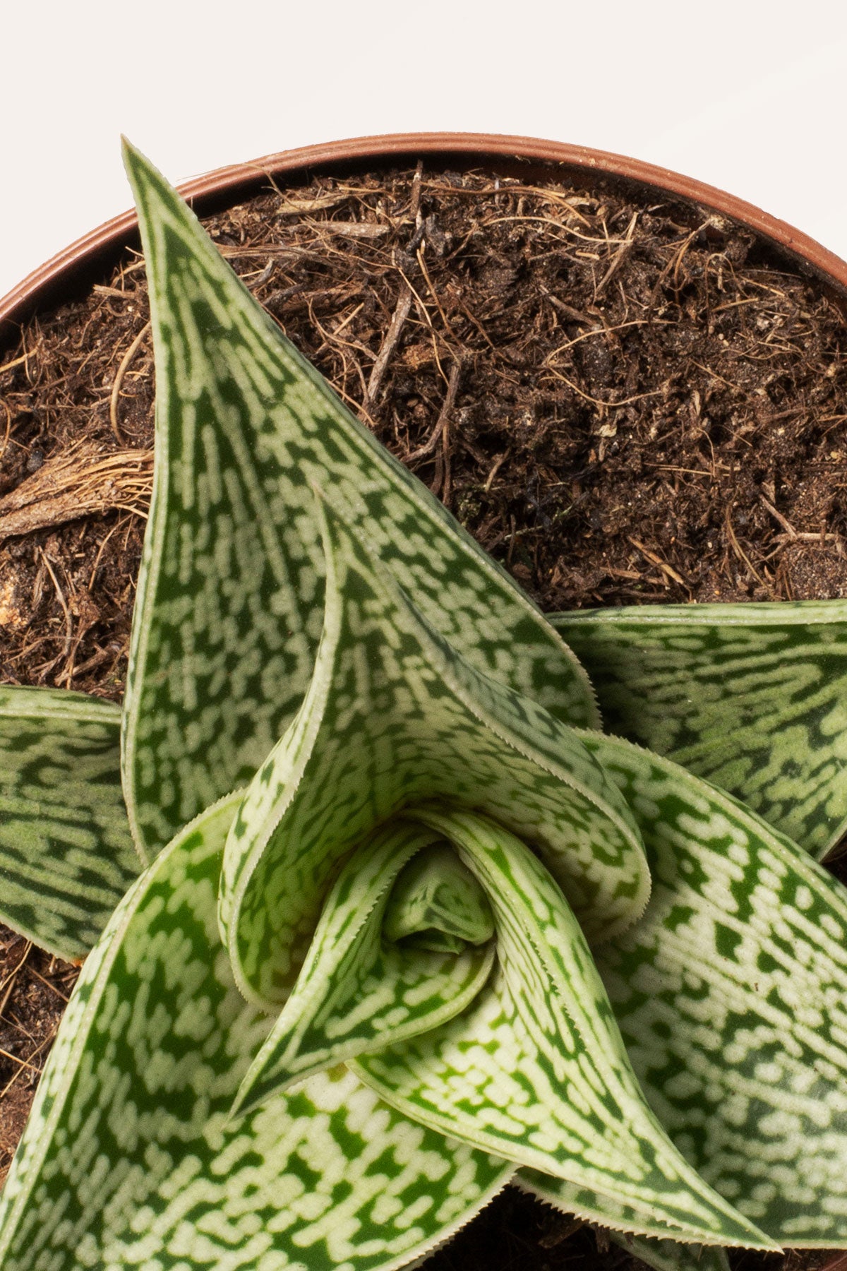 Comprar Aloe Variegata u Aloe tigre online | April Plants | APRILPLANTS