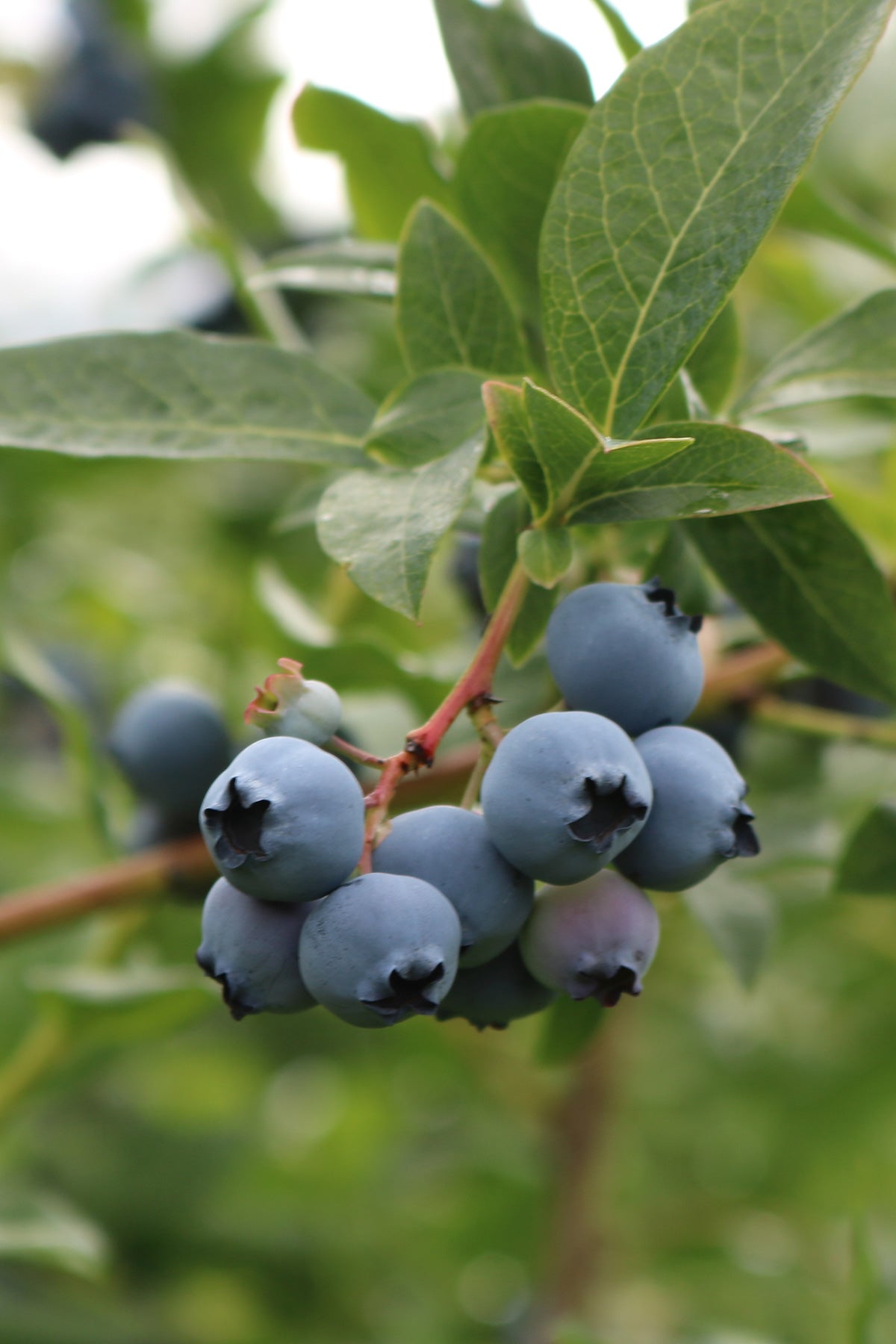 Comprar Arándano Azul online | April Plants | APRILPLANTS