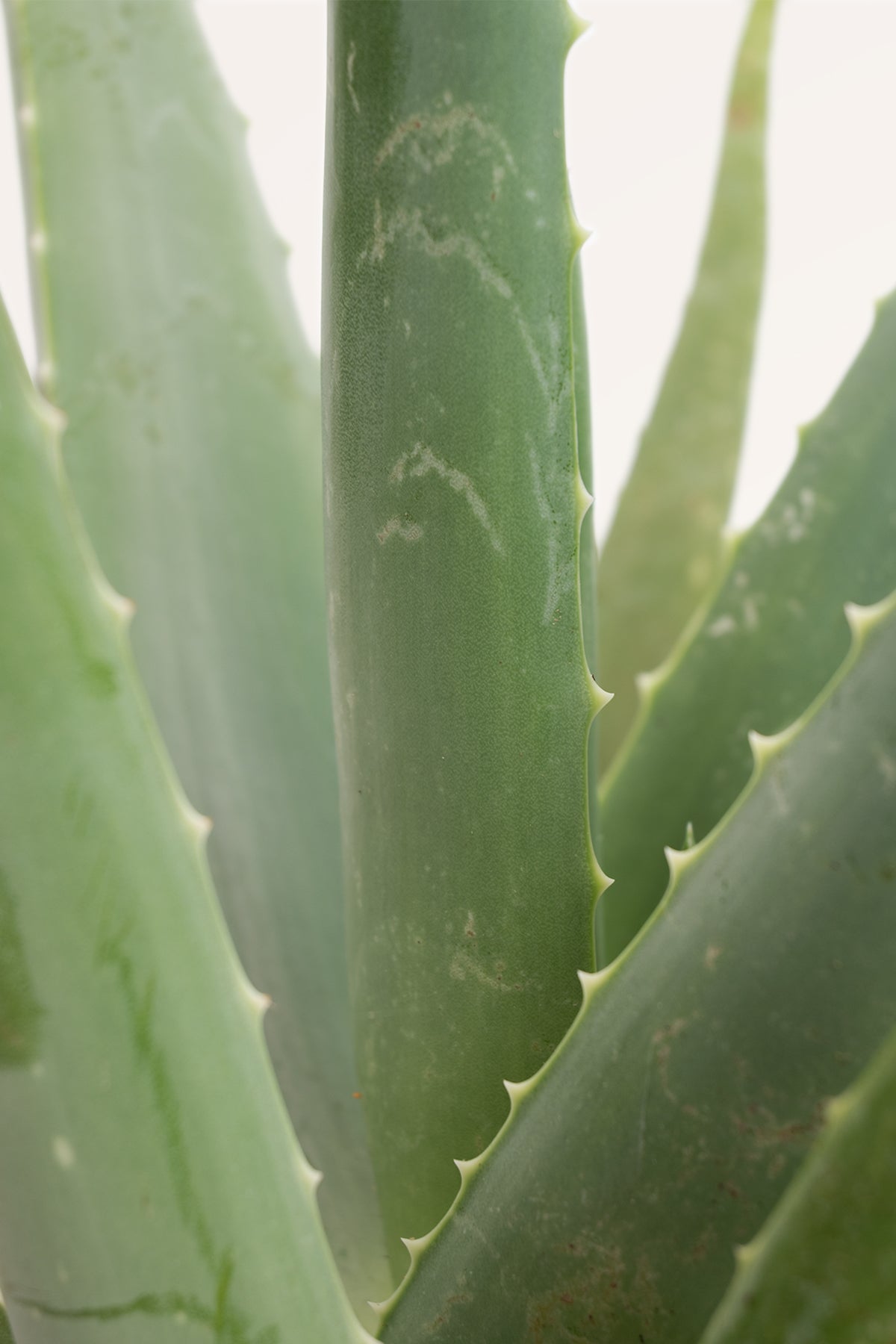 Comprar Aloe Vera online | April Plants | APRILPLANTS