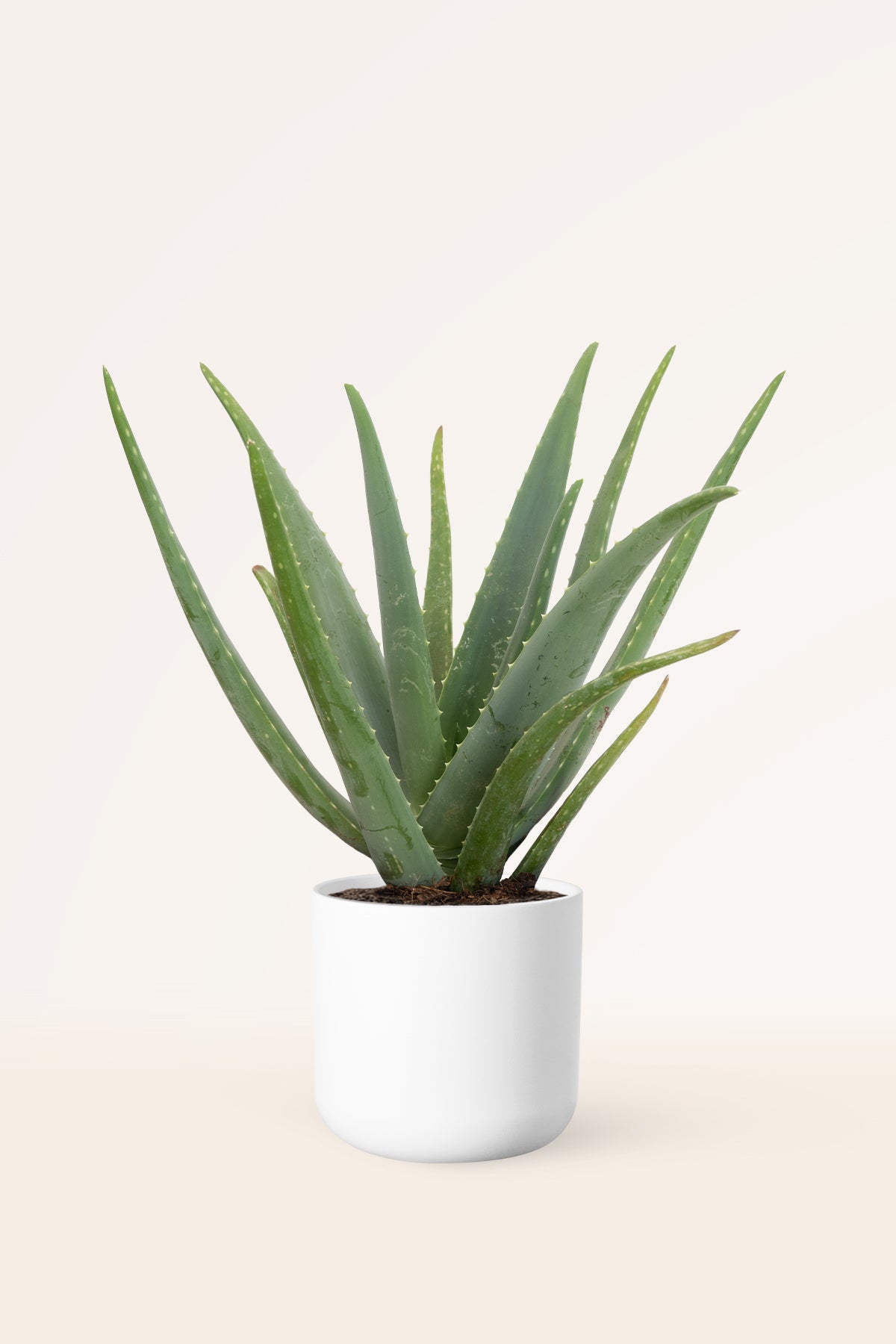 Comprar Aloe Vera online | April Plants | APRILPLANTS