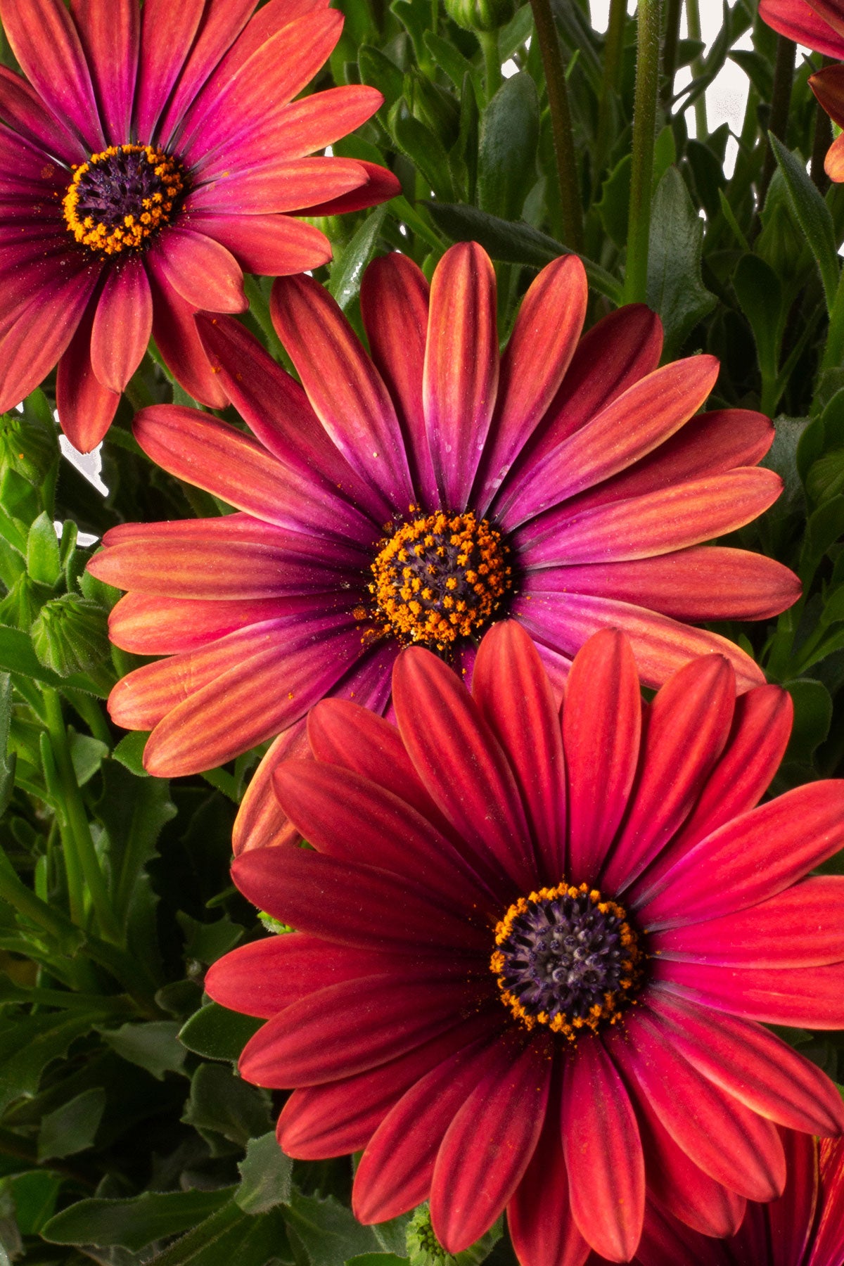 Comprar Margarita Dimorfoteca Roja online | April Plants | APRILPLANTS