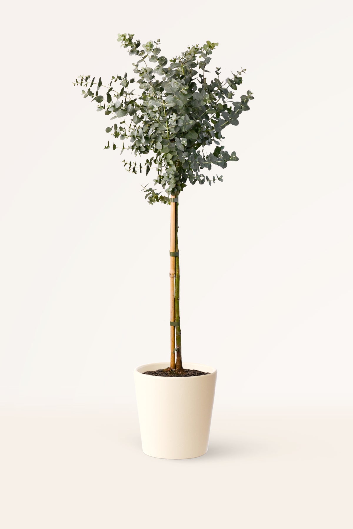 Comprar Eucalipto Silver Dollar Copa online | April Plants | APRILPLANTS