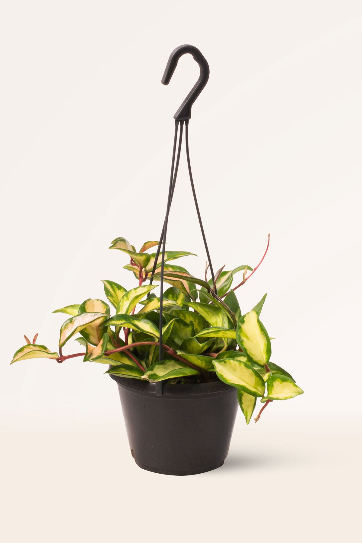 Comprar Hoya Carnosa Tricolor o planta de cera online | April Plants ...