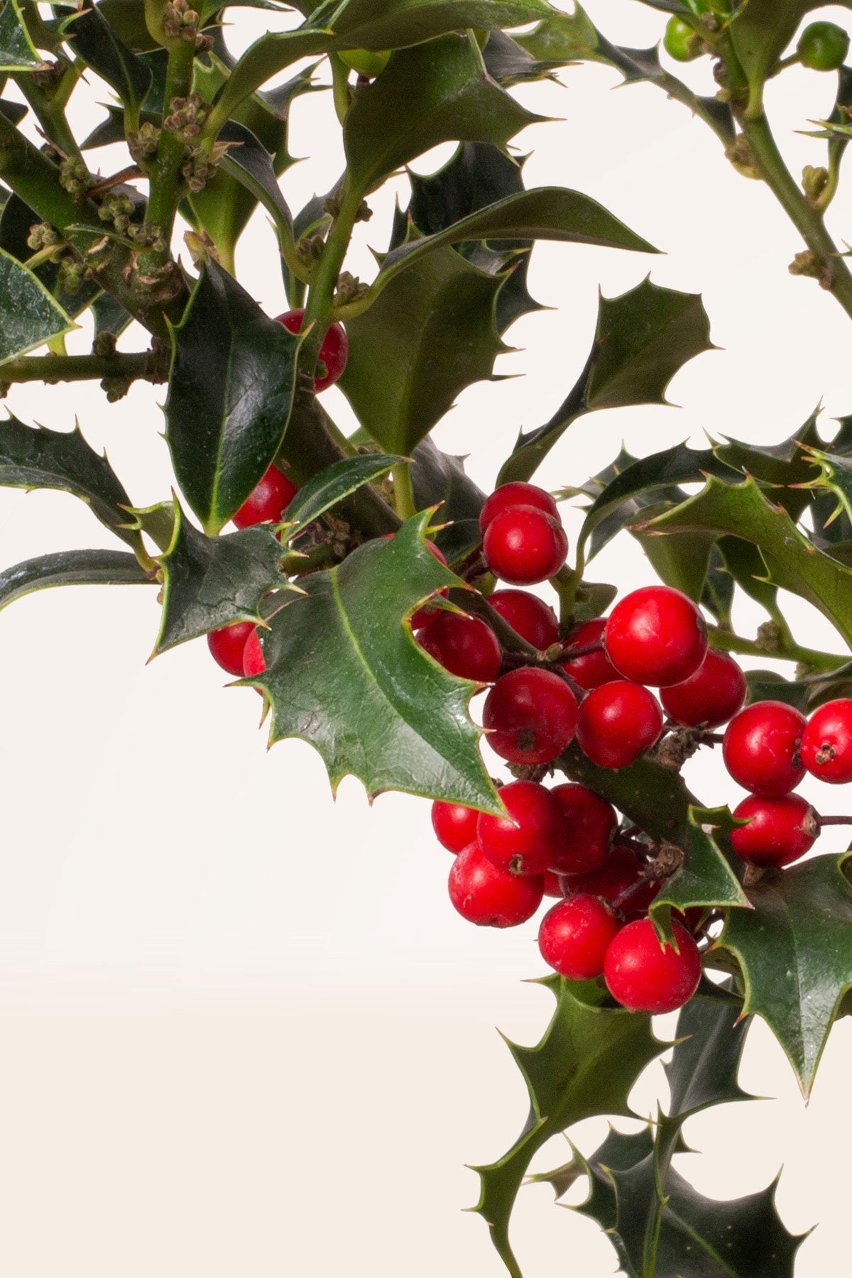 Comprar Acebo o Ilex Aquifolium Alaska online | April Plants | APRILPLANTS