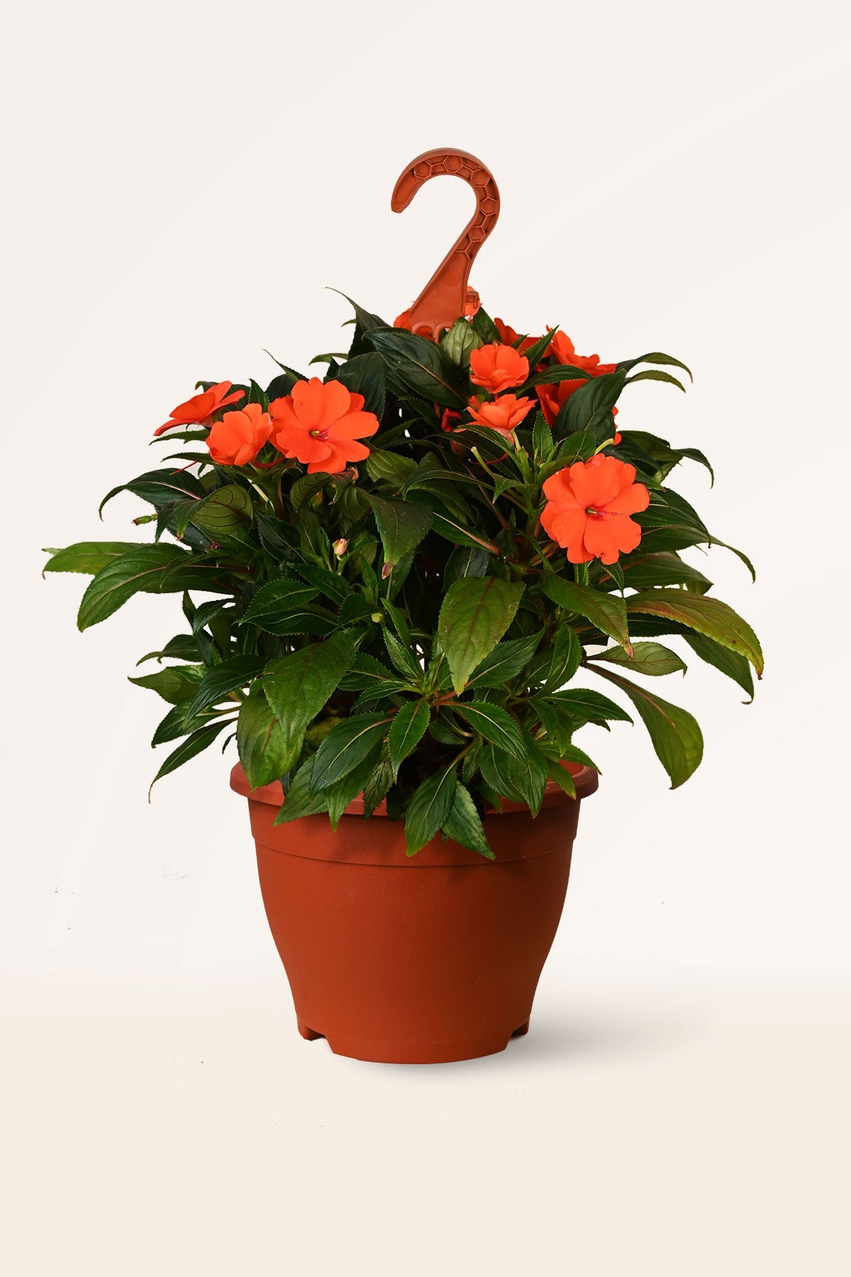 Comprar Alegría Guineana o Impatiens Hawkeri | April Plants | APRILPLANTS