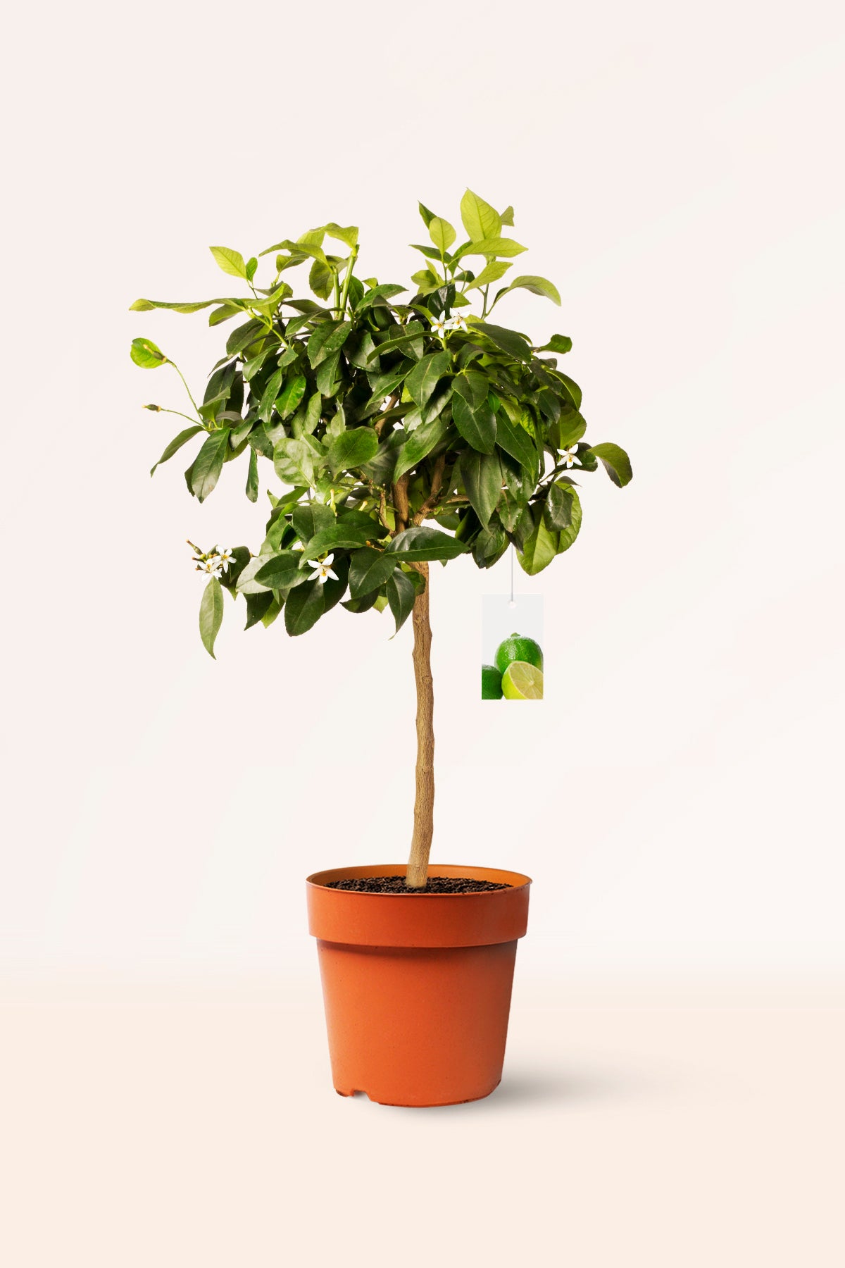 Comprar Lima Citrus Aurantifolia online | April Plants | APRILPLANTS