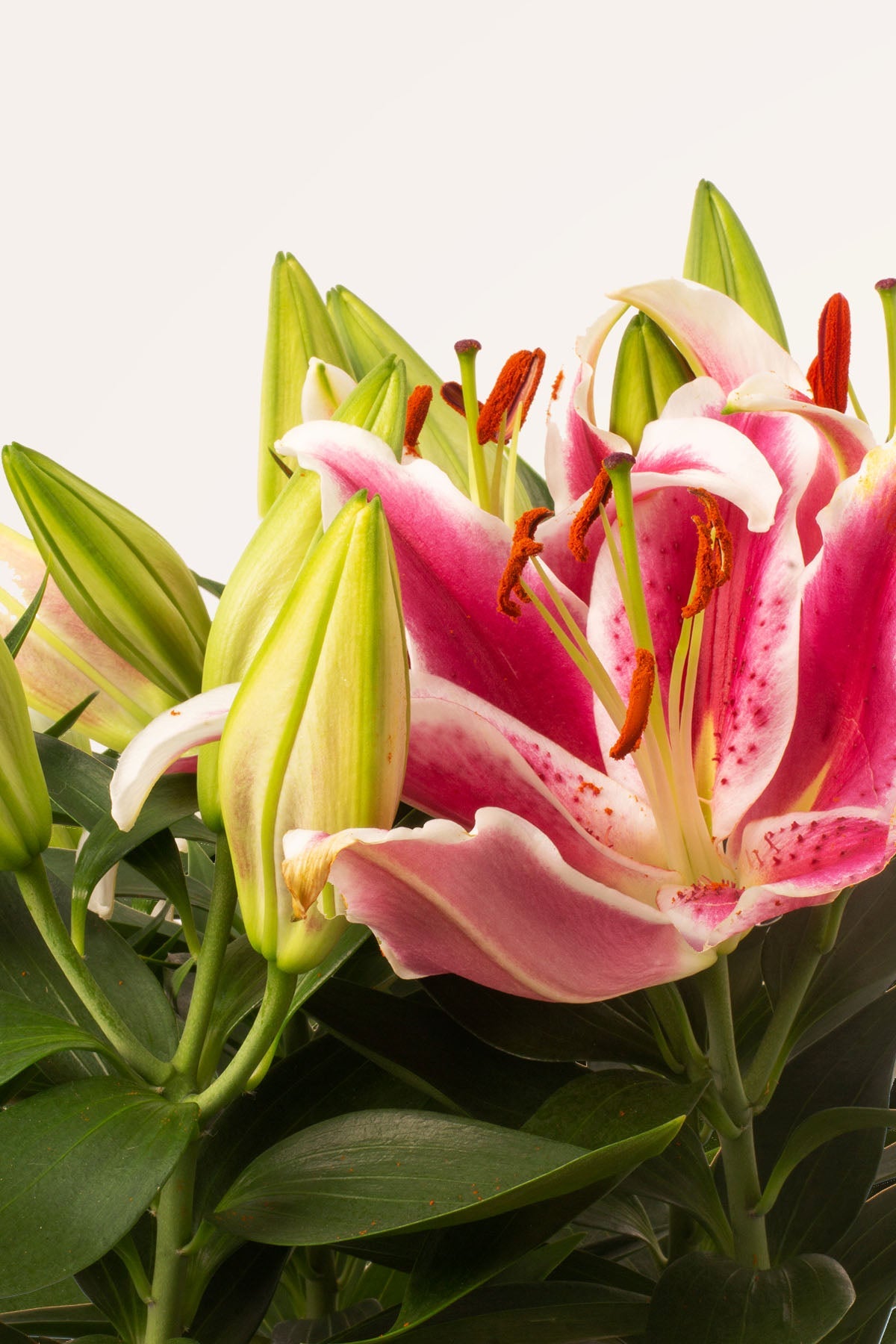 Comprar Lirio Rojo (Azuzena) online | April Plants | APRILPLANTS