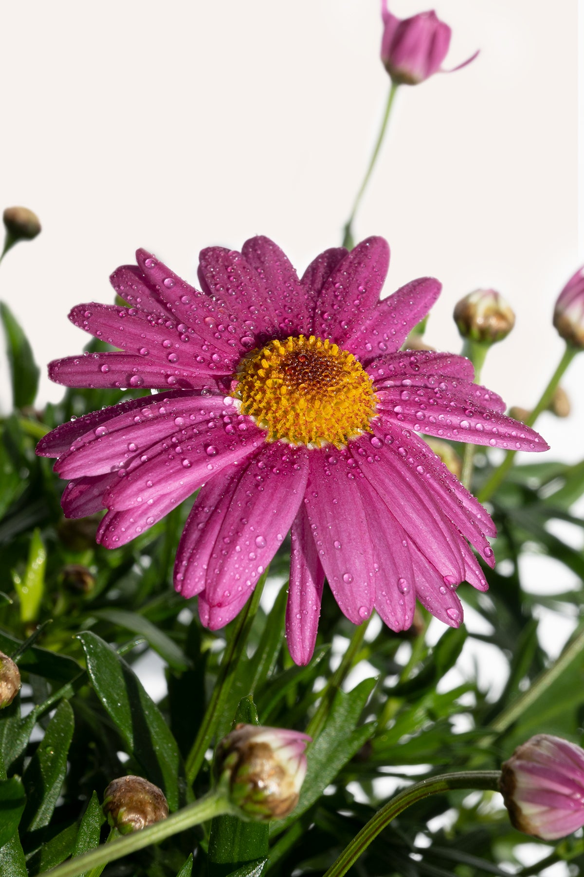 Comprar Margarita Rosada online con envío gratis | April Plants ...