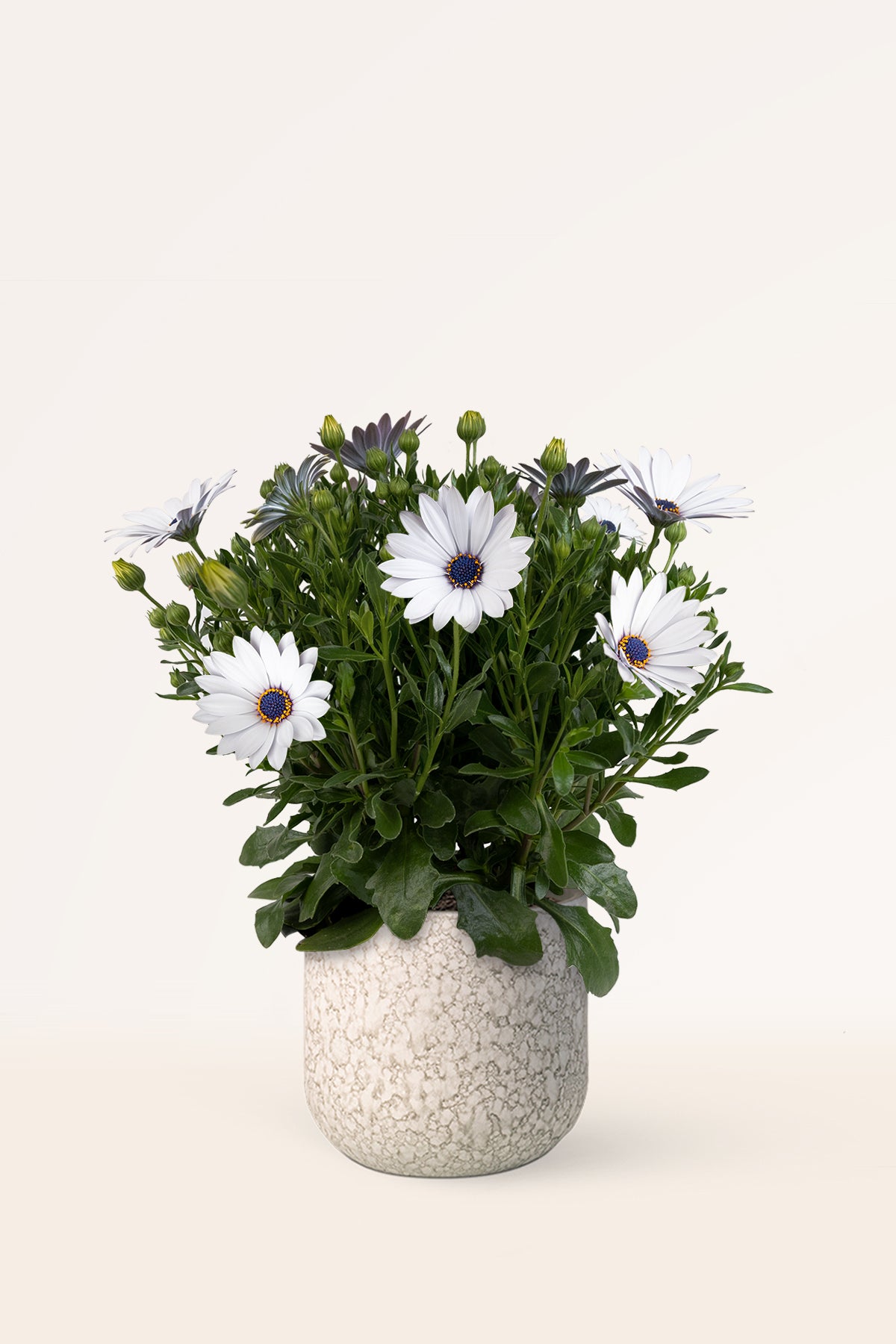 Comprar Margarita Dimorfoteca Blanca online | April Plants | APRILPLANTS