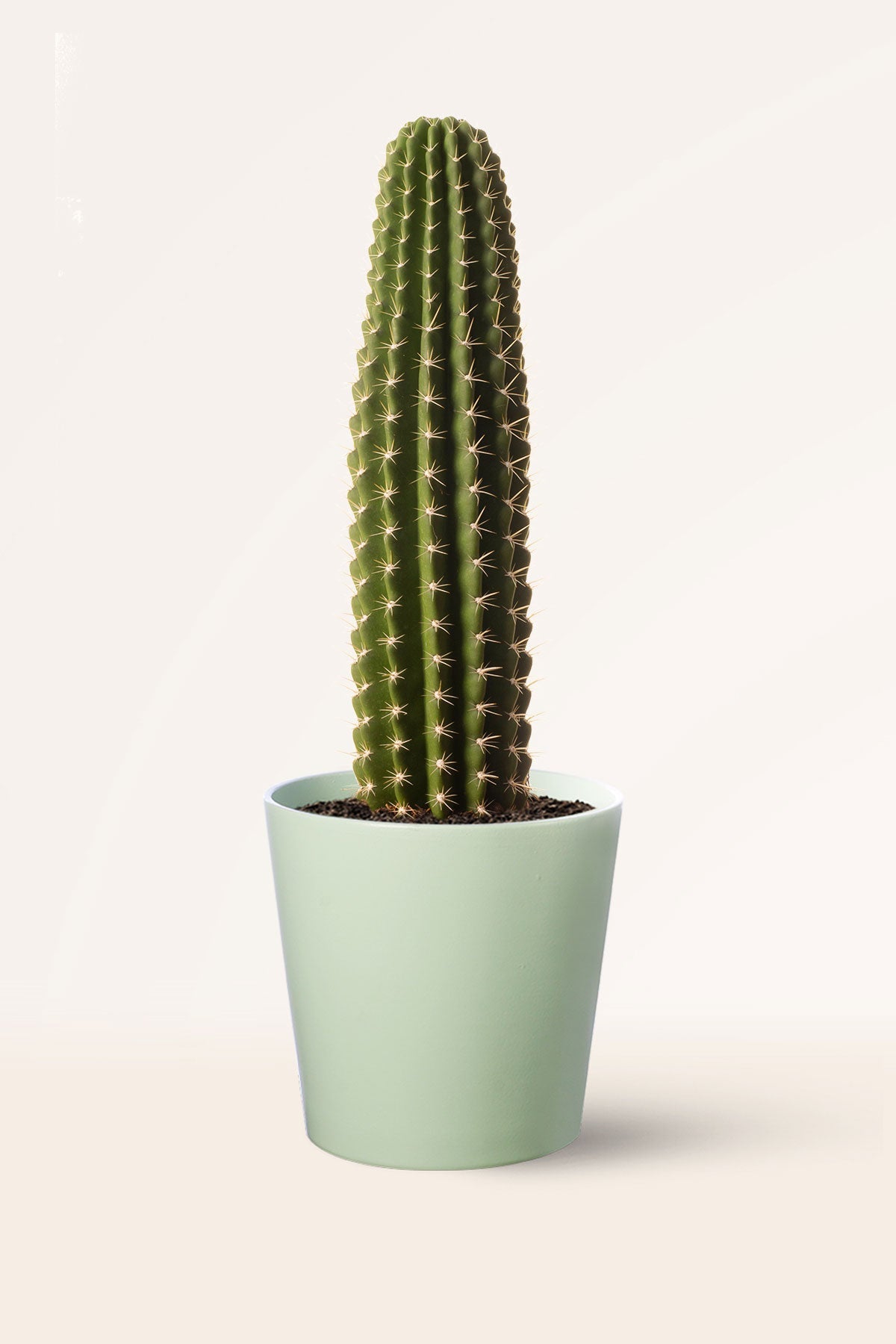 Comprar Neobuxbaumia scoparia online | Cactus de interior | APRILPLANTS