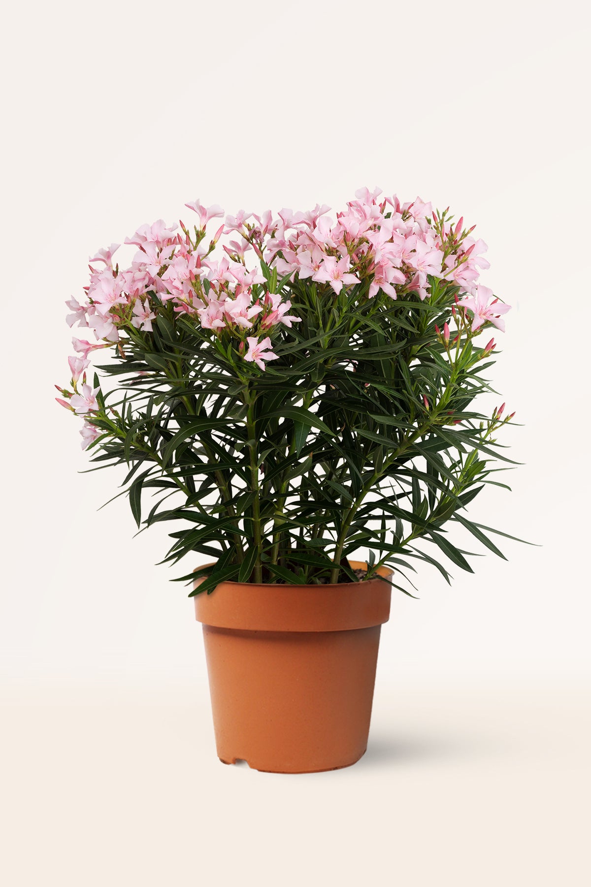 Comprar Adelfa Rosa o Nerium Oleander online | April Plants | APRILPLANTS