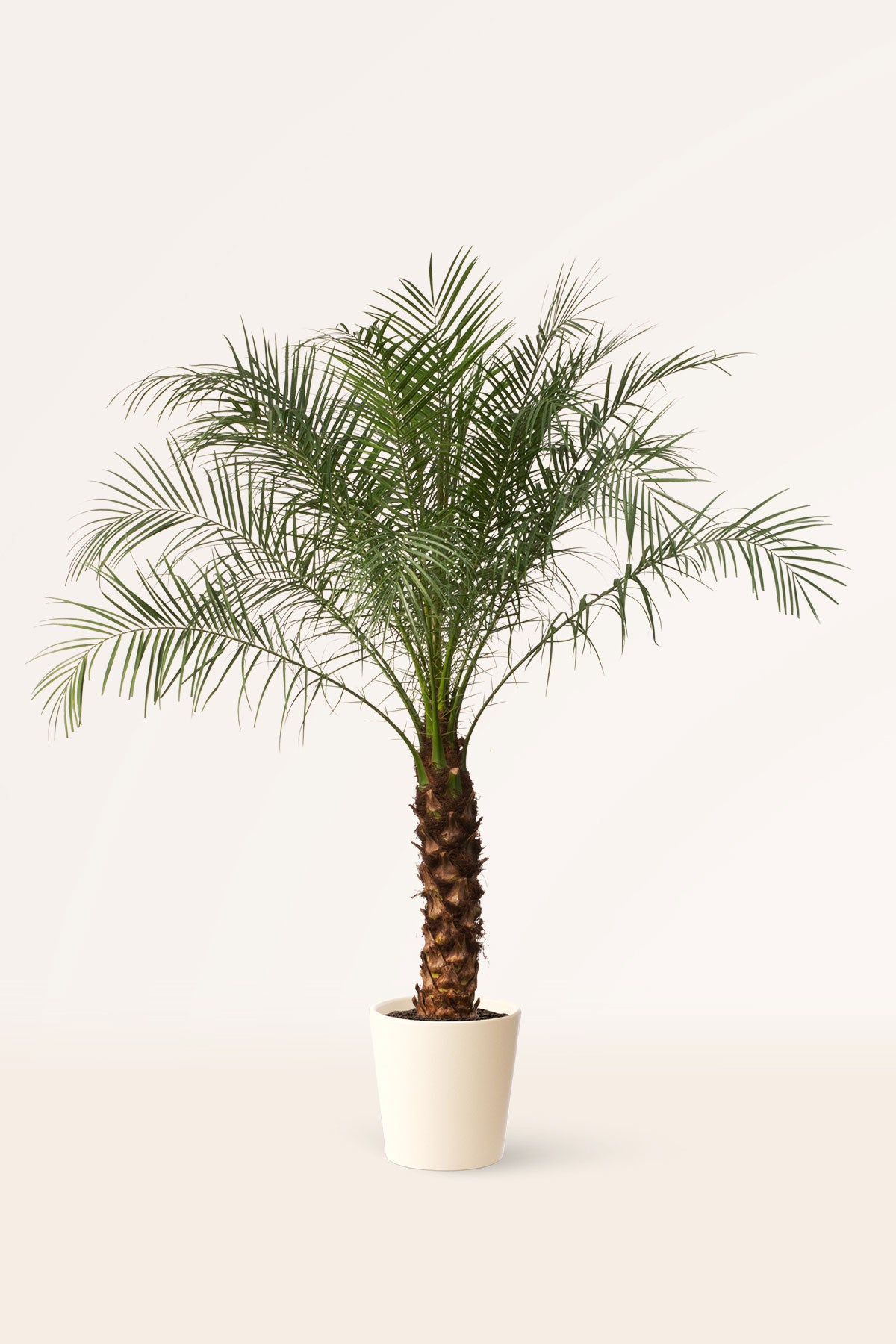 Comprar Palma Phoenix Roebelenii online | April Plants | APRILPLANTS